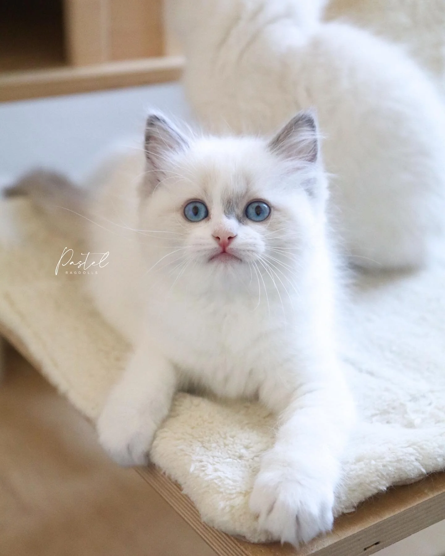 Ragdoll Kittens For Sale | Ragdoll Breeder