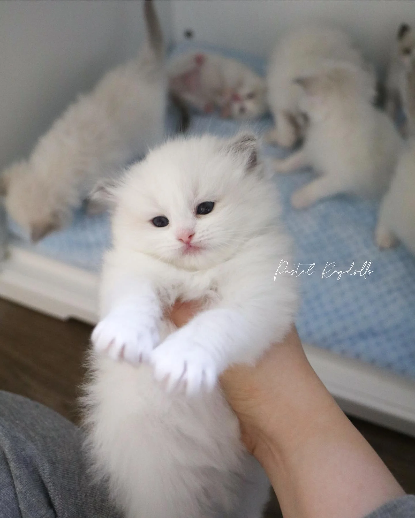 Ragdoll Kittens For Sale | Ragdoll Breeder