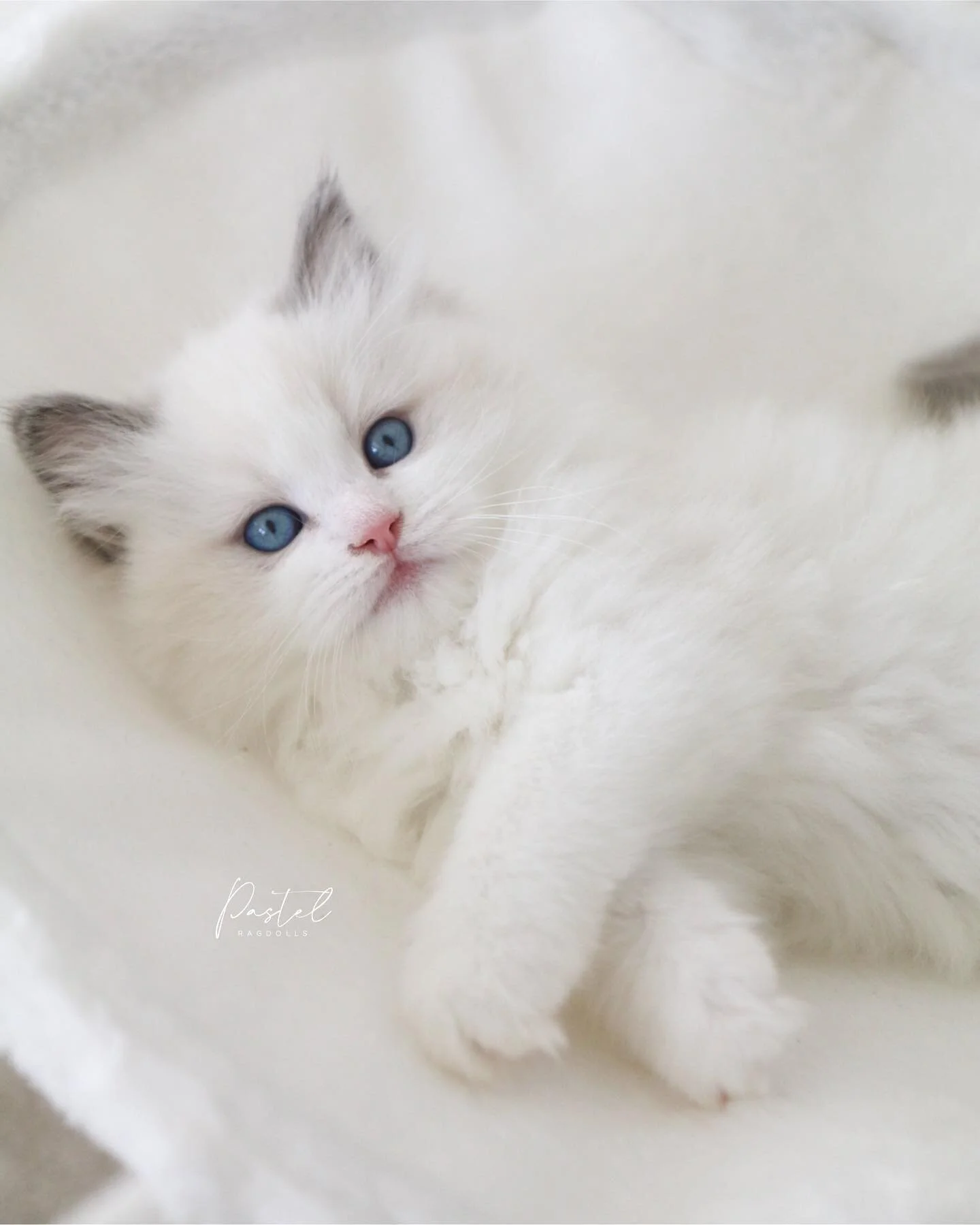 Ragdoll Kittens For Sale | Ragdoll Breeder