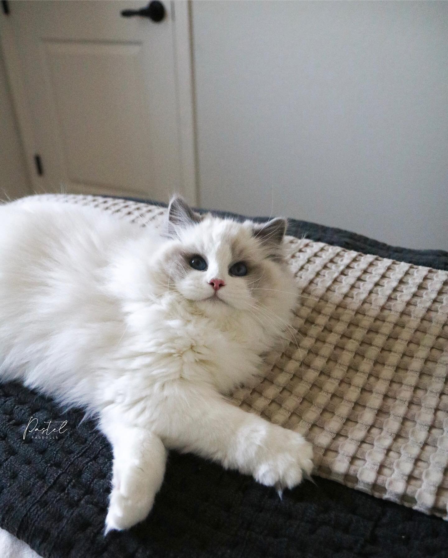 Ragdoll Kittens For Sale | Ragdoll Breeder