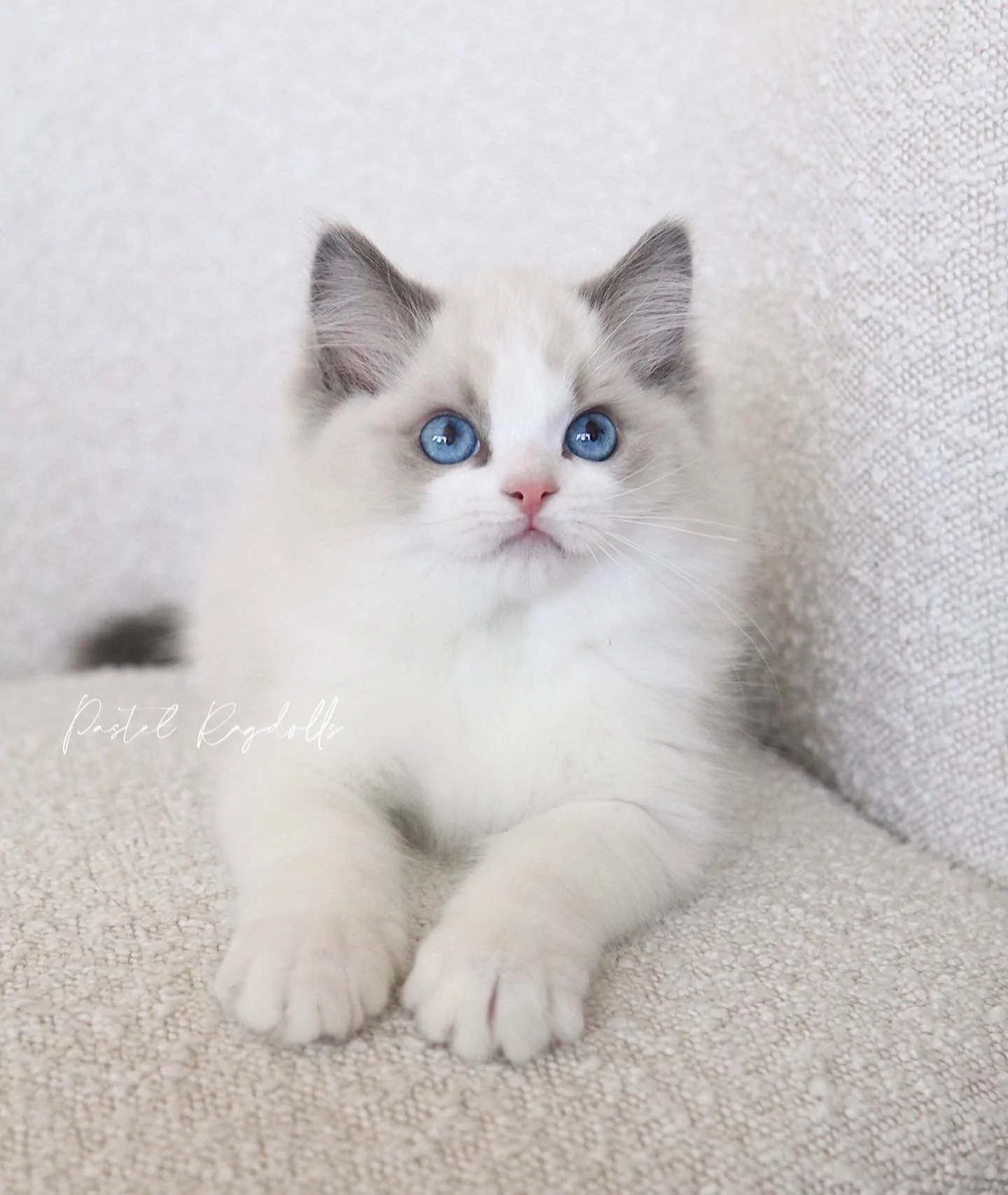 Ragdoll Kittens For Sale | Ragdoll Breeder