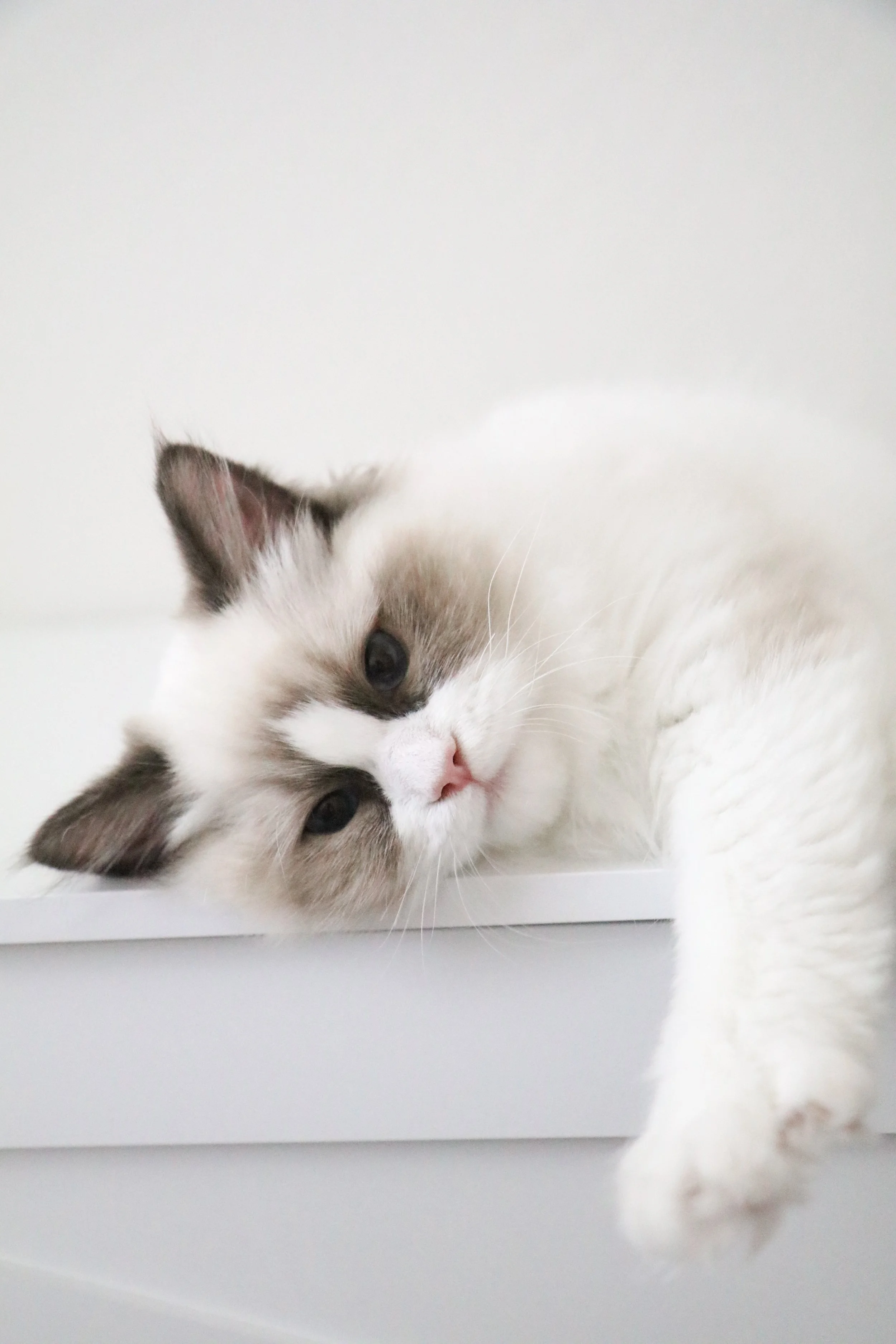 Crescent — Ragdoll Kittens For Sale | Ragdoll Breeder