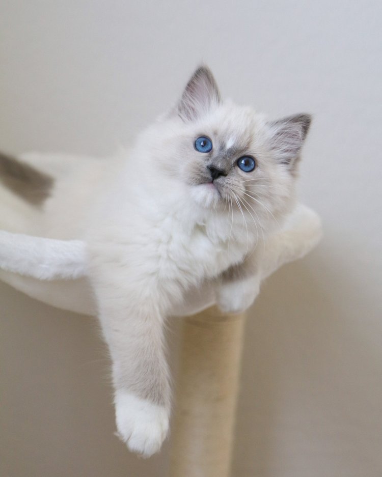 How to Find Ragdoll Kittens Near Me — Ragdoll Kittens For Sale ...