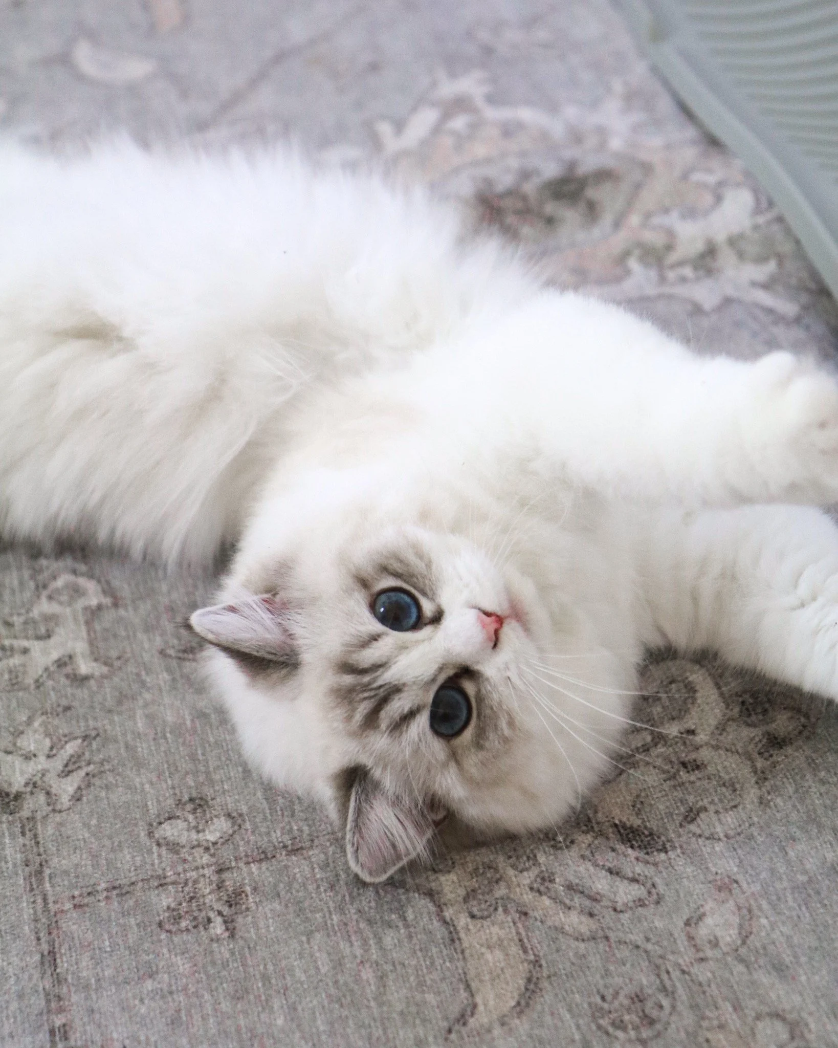 Our Beautiful Female Ragdolls — Ragdoll Kittens For Sale | Ragdoll Breeder
