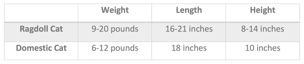 How Big Are Ragdoll Cats? - Ragdoll Size Chart — Ragdoll Kittens For ...