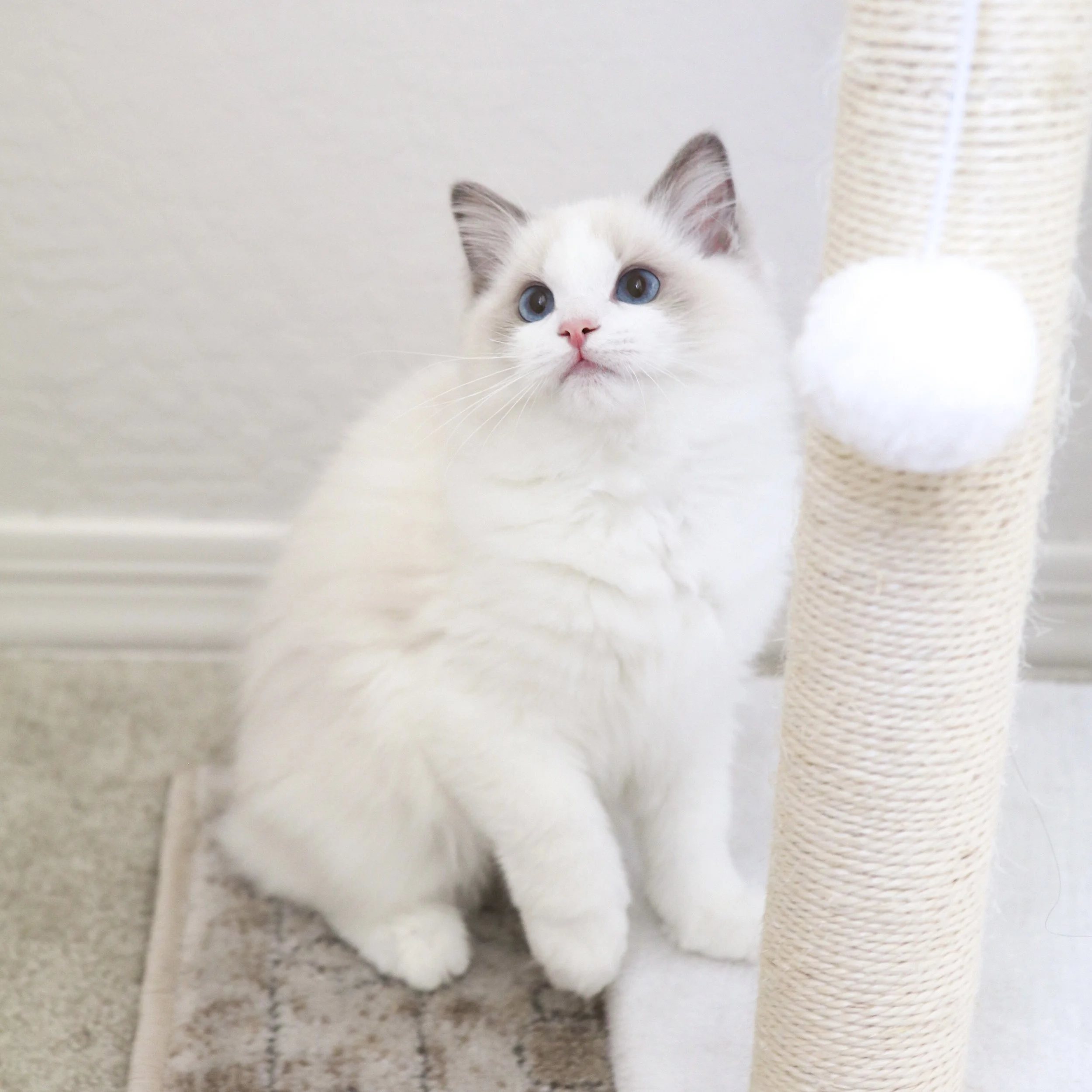 The Blue Bicolor Ragdoll — Ragdoll Kittens For Sale | Ragdoll Breeder