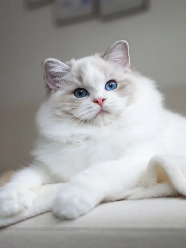 Ragdoll Breeding Program | Our Beautiful Female Ragdolls — Ragdoll ...