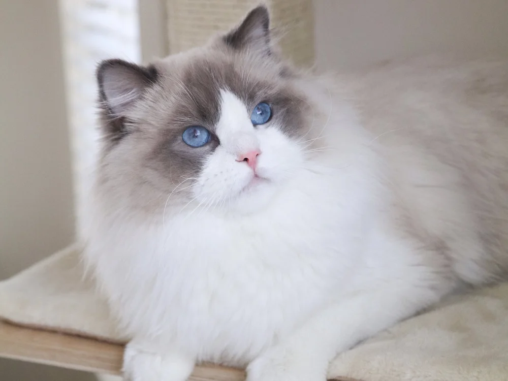 The Blue Bicolor Ragdoll — Ragdoll Kittens For Sale | Ragdoll Breeder