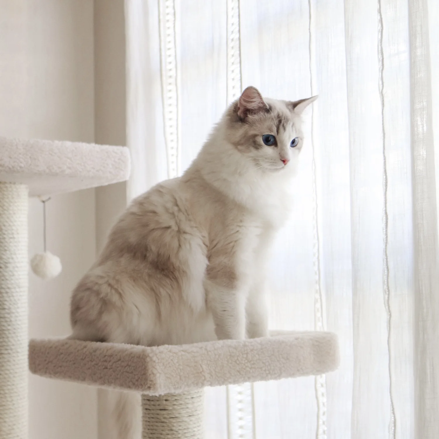 Ragdoll Colors and Patterns — Ragdoll Kittens For Sale | Ragdoll Breeder