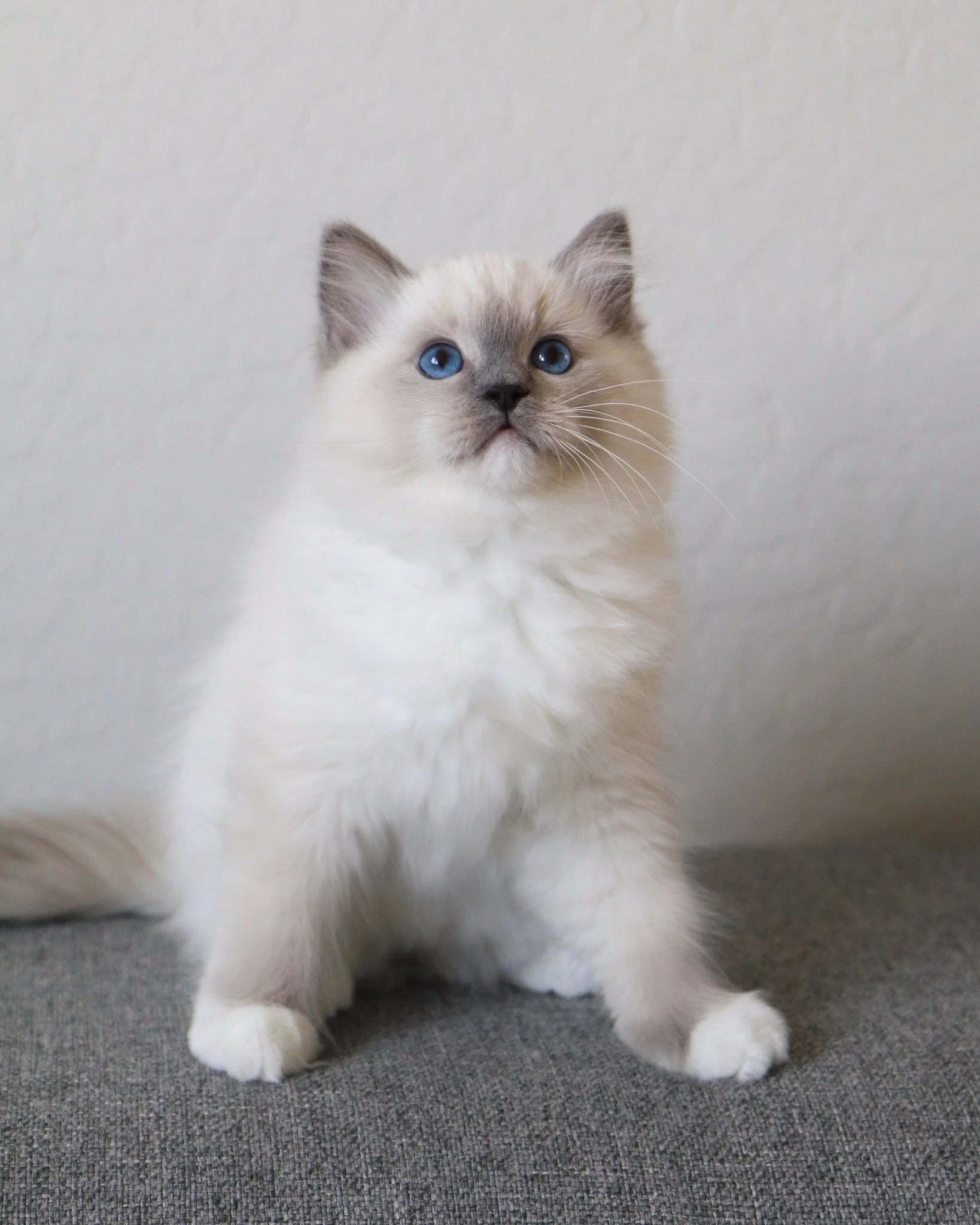 Ragdoll Kittens For Sale | Ragdoll Breeder