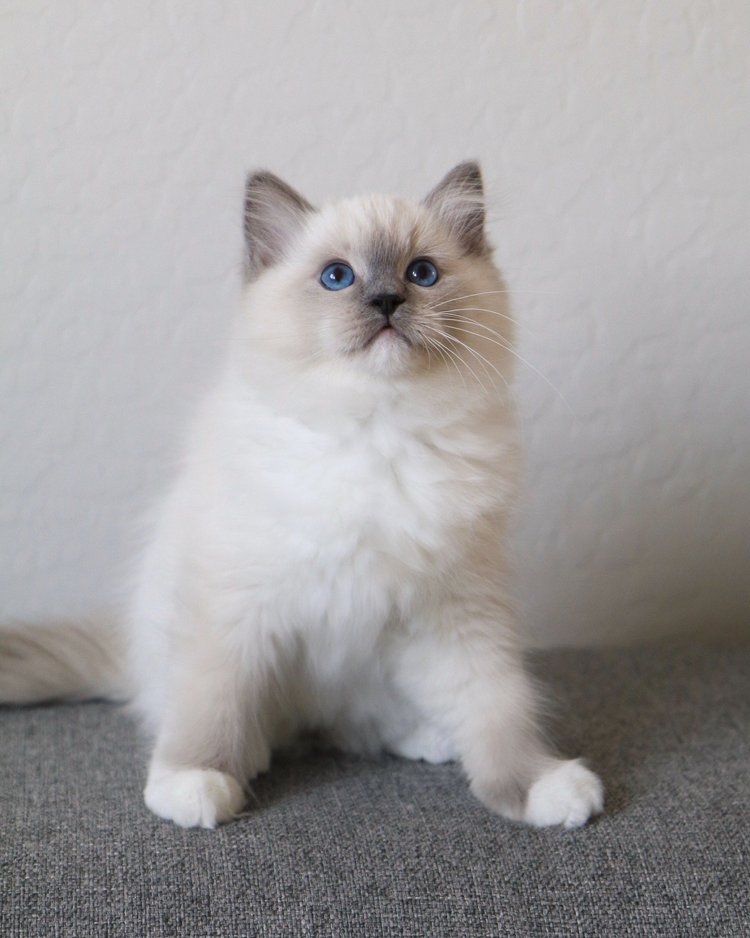 Ragdoll Kittens For Sale | Ragdoll Breeder