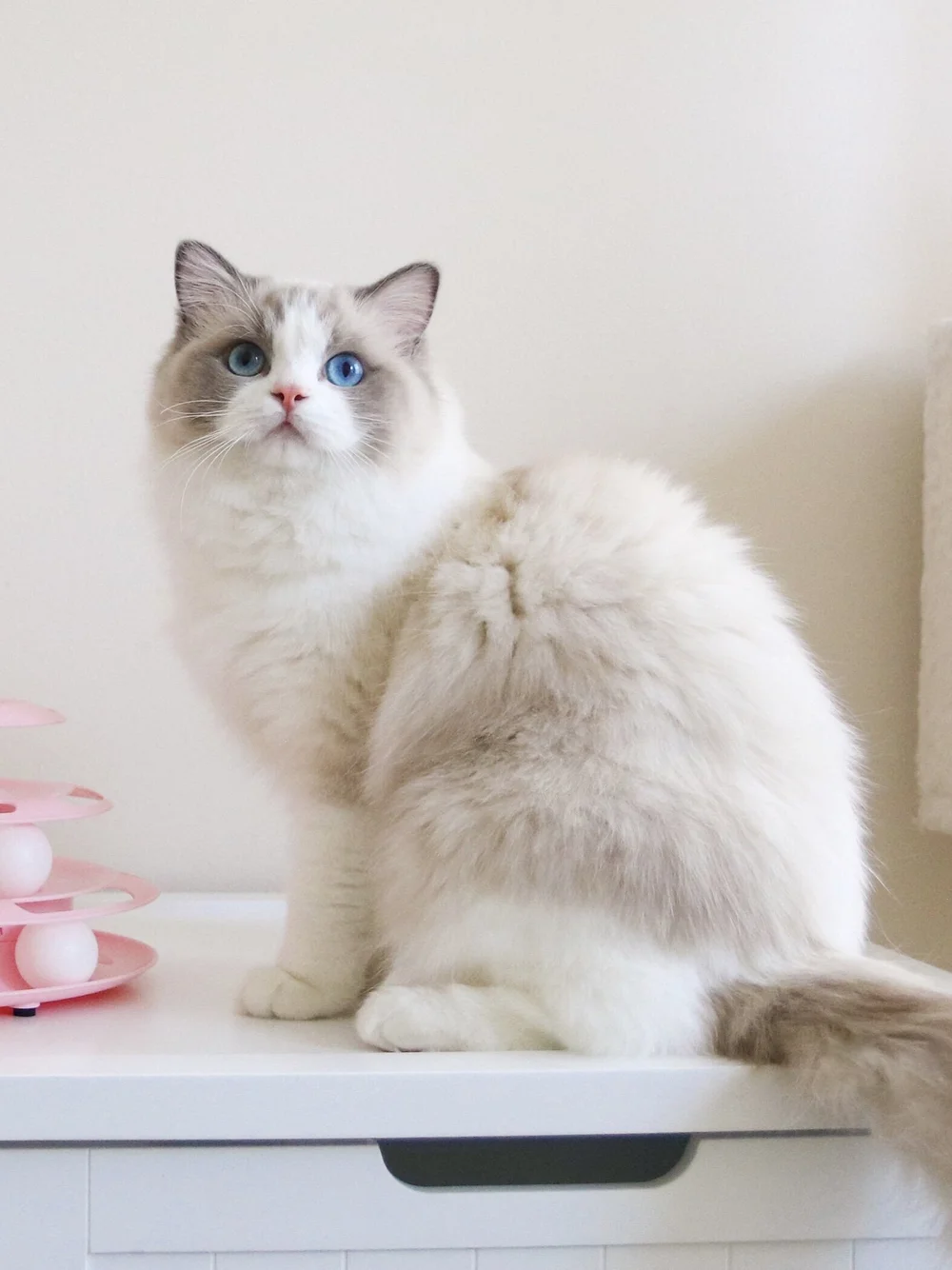 Our Beautiful Female Ragdolls — Ragdoll Kittens For Sale | Ragdoll Breeder