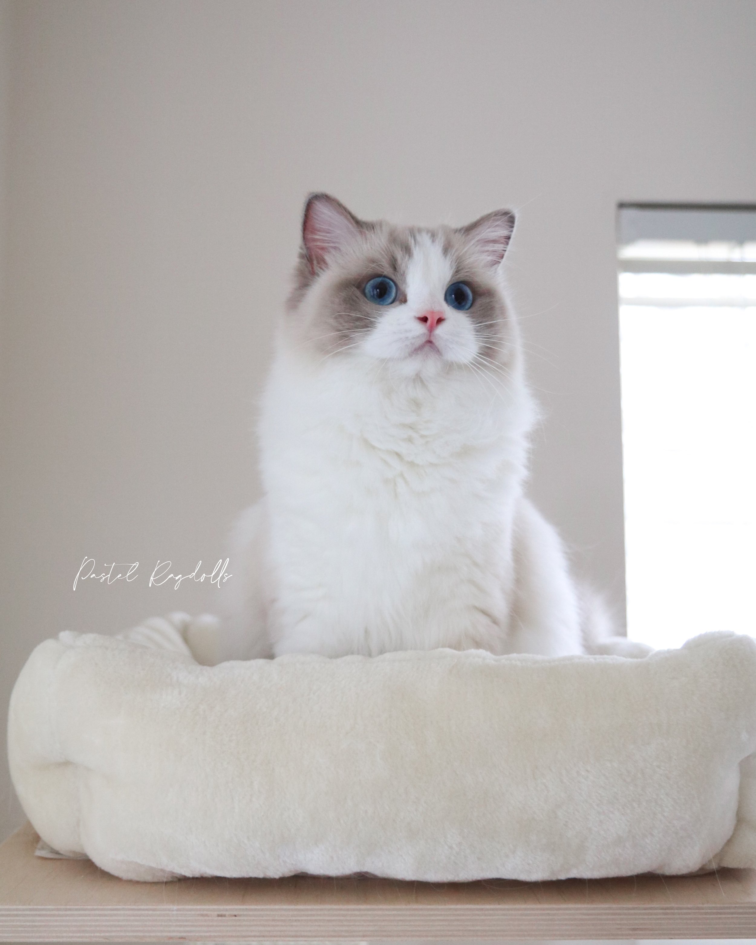 The Ragdoll: Why It’s the World’s Most Popular Cat Breed — Ragdoll ...