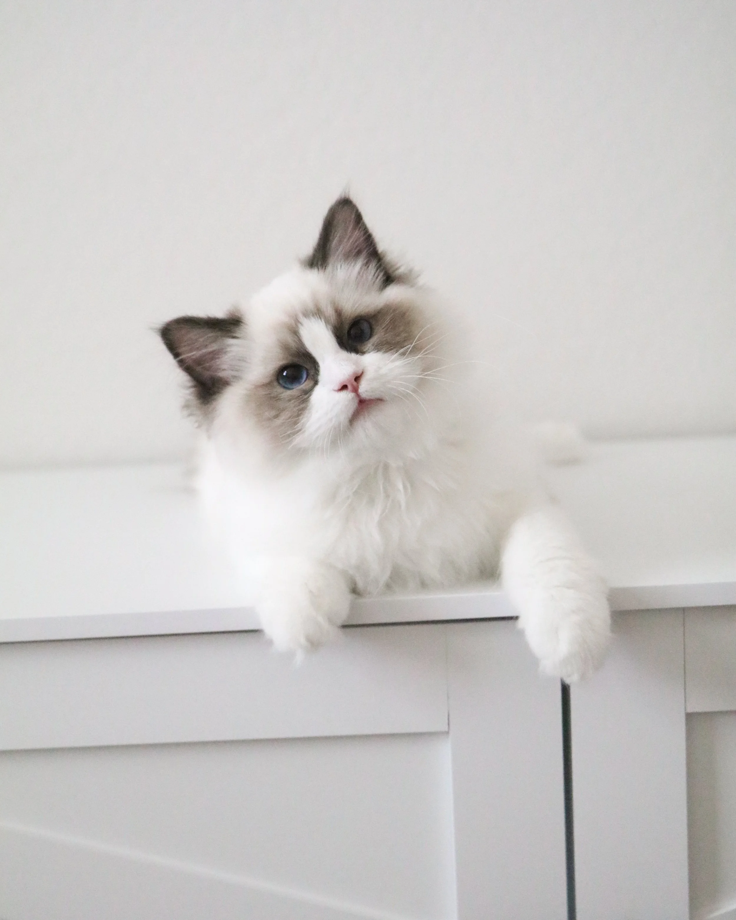 Crescent — Ragdoll Kittens For Sale | Ragdoll Breeder
