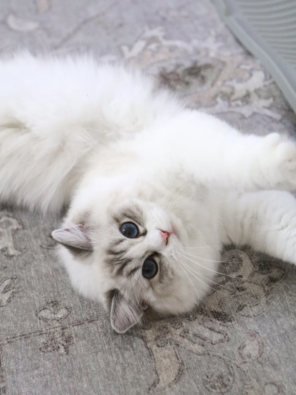 Our Beautiful Female Ragdolls — Ragdoll Kittens For Sale | Ragdoll Breeder