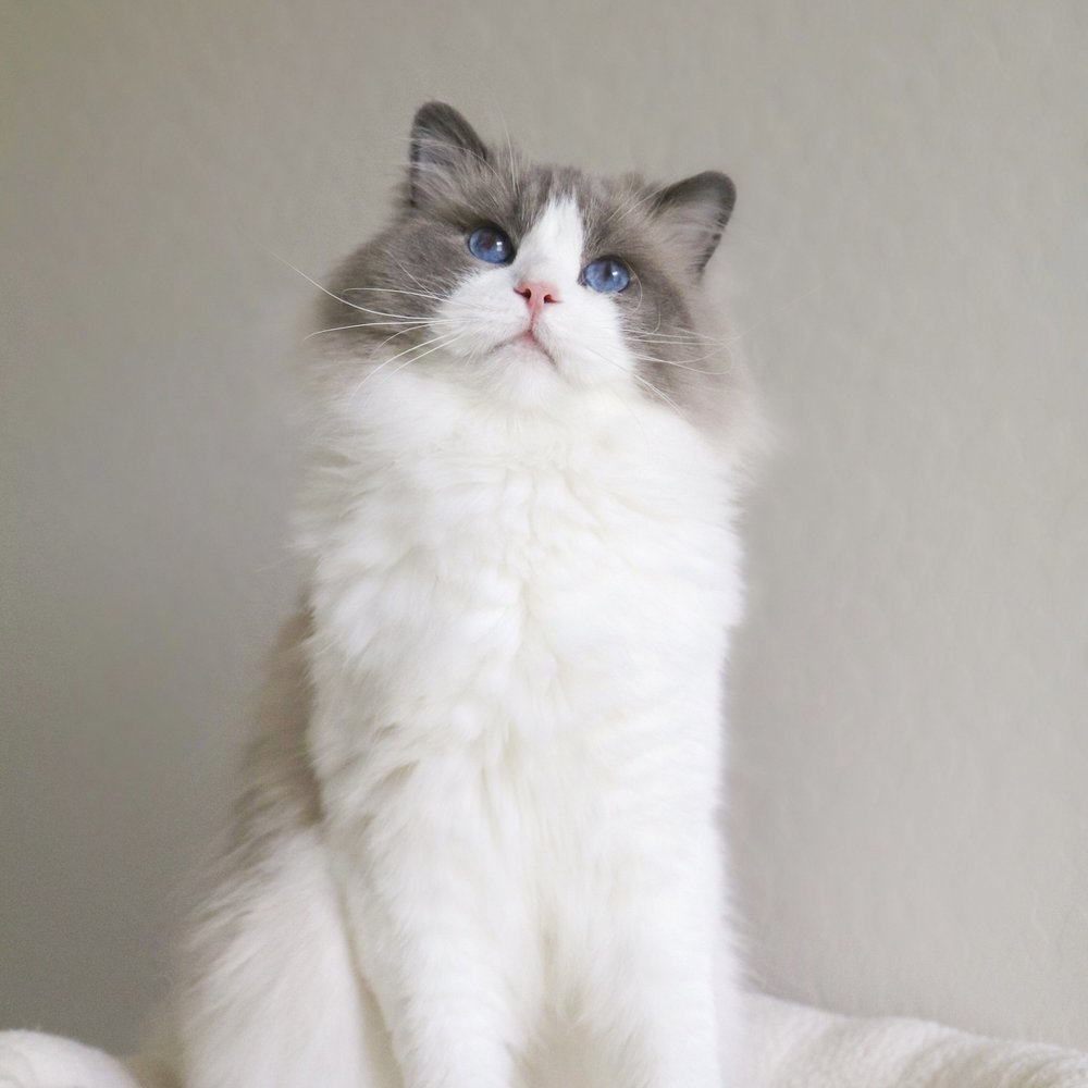 The Blue Bicolor Ragdoll — Ragdoll Kittens For Sale | Ragdoll Breeder