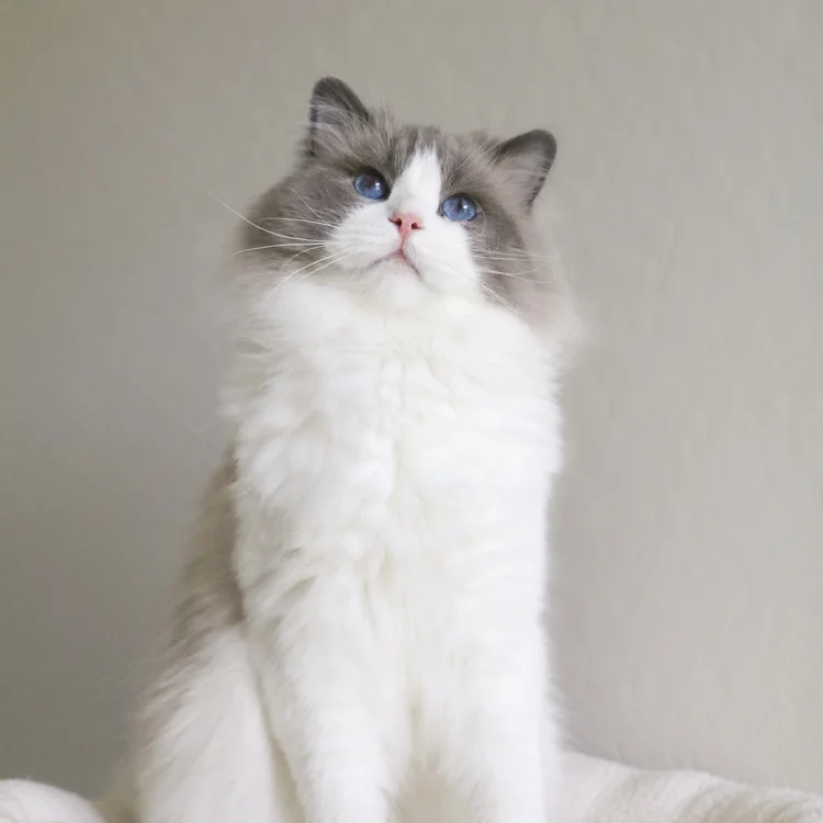 The Blue Bicolor Ragdoll — Ragdoll Kittens For Sale | Ragdoll Breeder