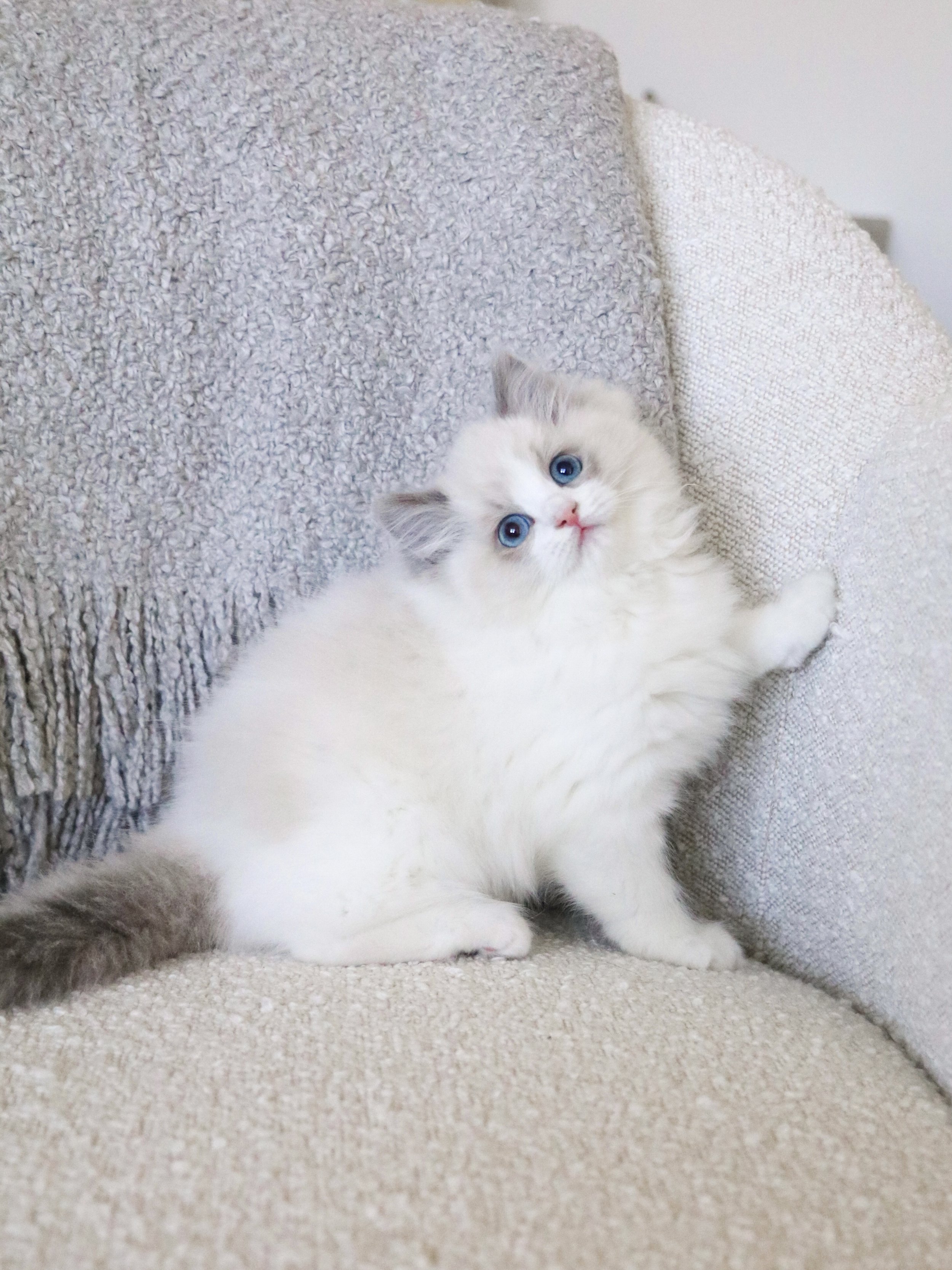 Ragdoll Breeding Program | Our Beautiful Female Ragdolls — Ragdoll ...