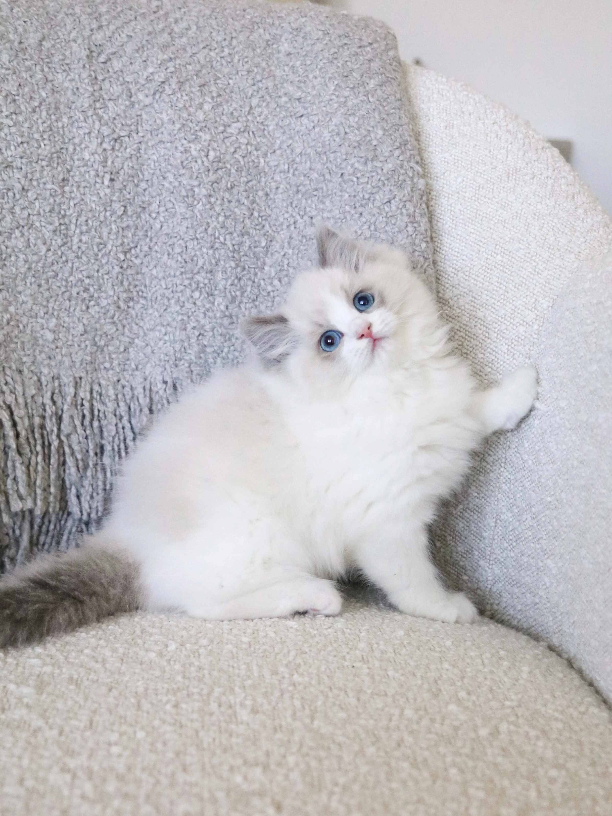 Ragdoll Breeding Program | Our Beautiful Female Ragdolls — Ragdoll ...