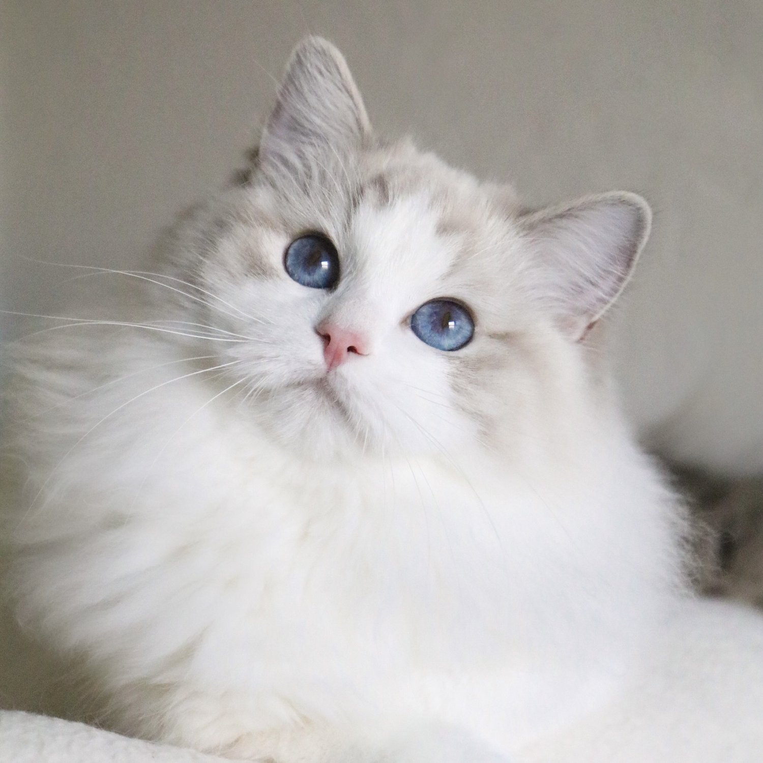 Ragdoll Breeding Program | Our Beautiful Female Ragdolls — Ragdoll ...