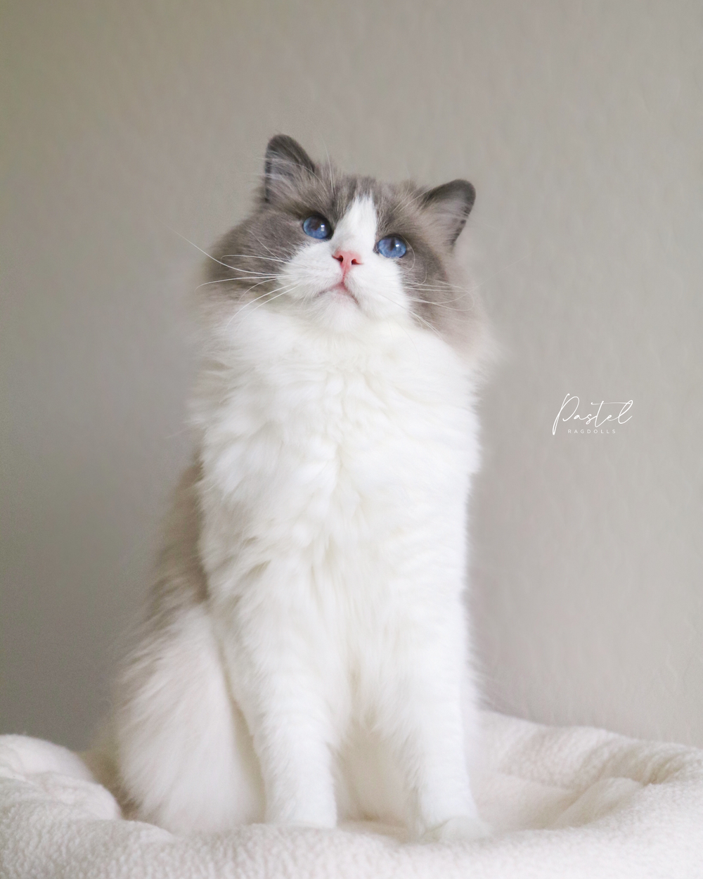 How Big Are Ragdoll Cats? - Ragdoll Size Chart — Ragdoll Kittens For ...