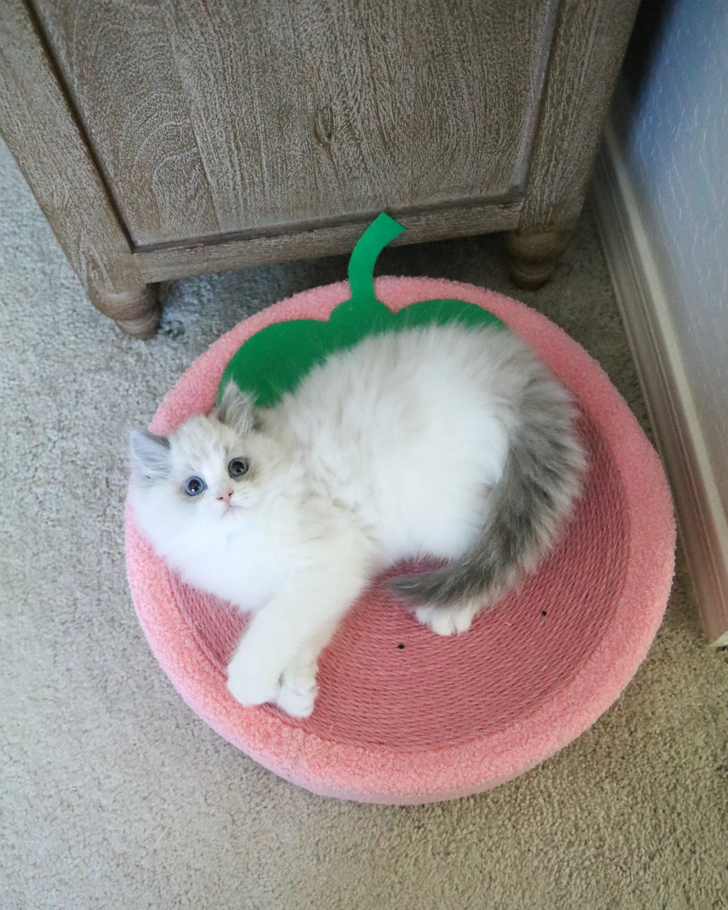 Prevent Your Ragdoll Cat From Scratching — Ragdoll Kittens For Sale ...