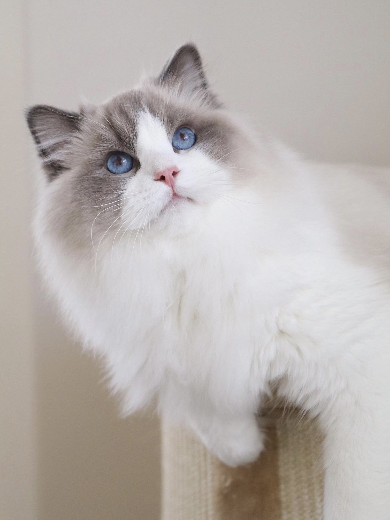 Ragdoll Breeding Program | Stunning Male Ragdolls — Ragdoll Kittens For ...