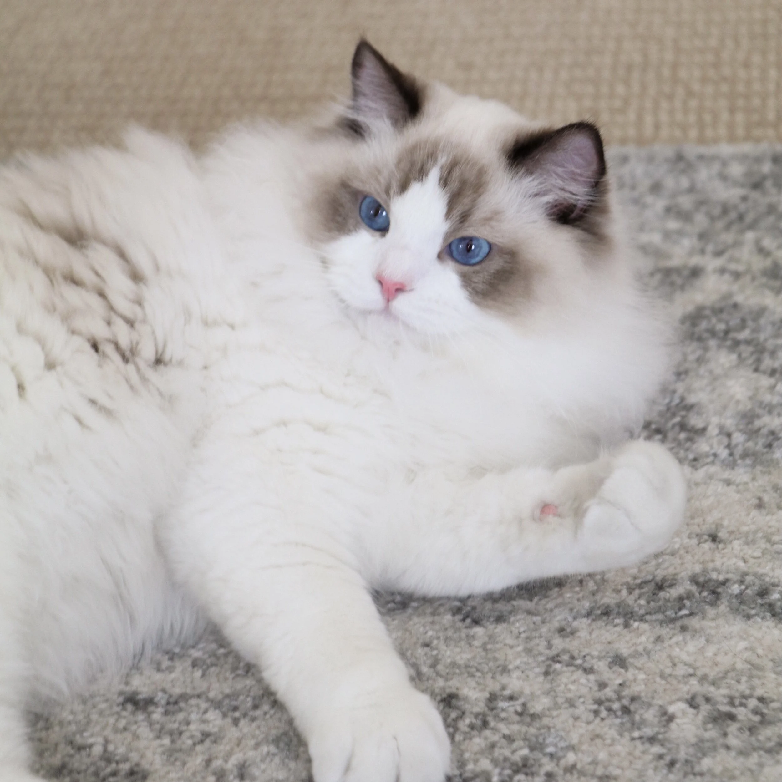 Strawberry — Ragdoll Kittens For Sale | Ragdoll Breeder