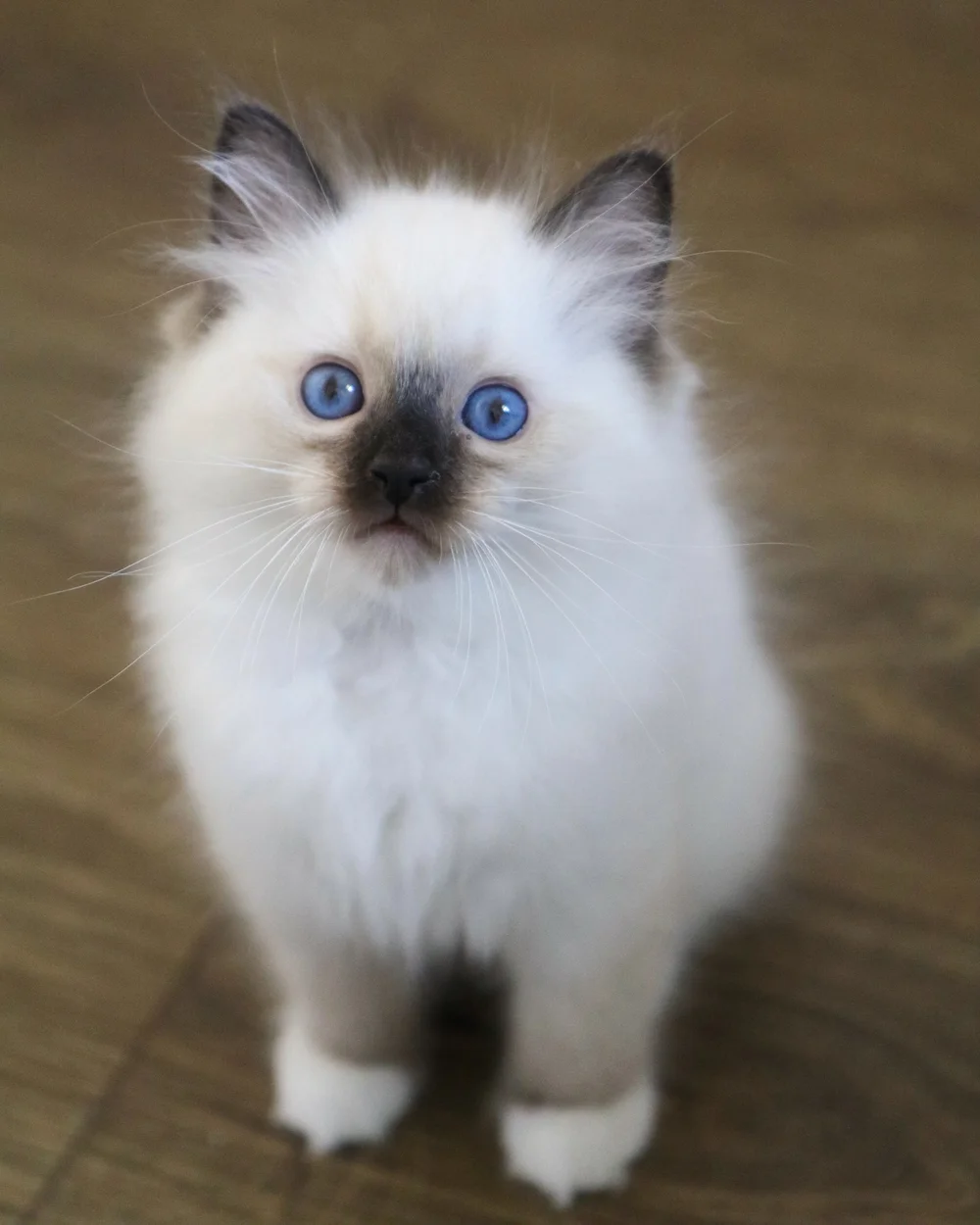 The Seal Mitted Ragdoll — Ragdoll Kittens For Sale | Ragdoll Breeder