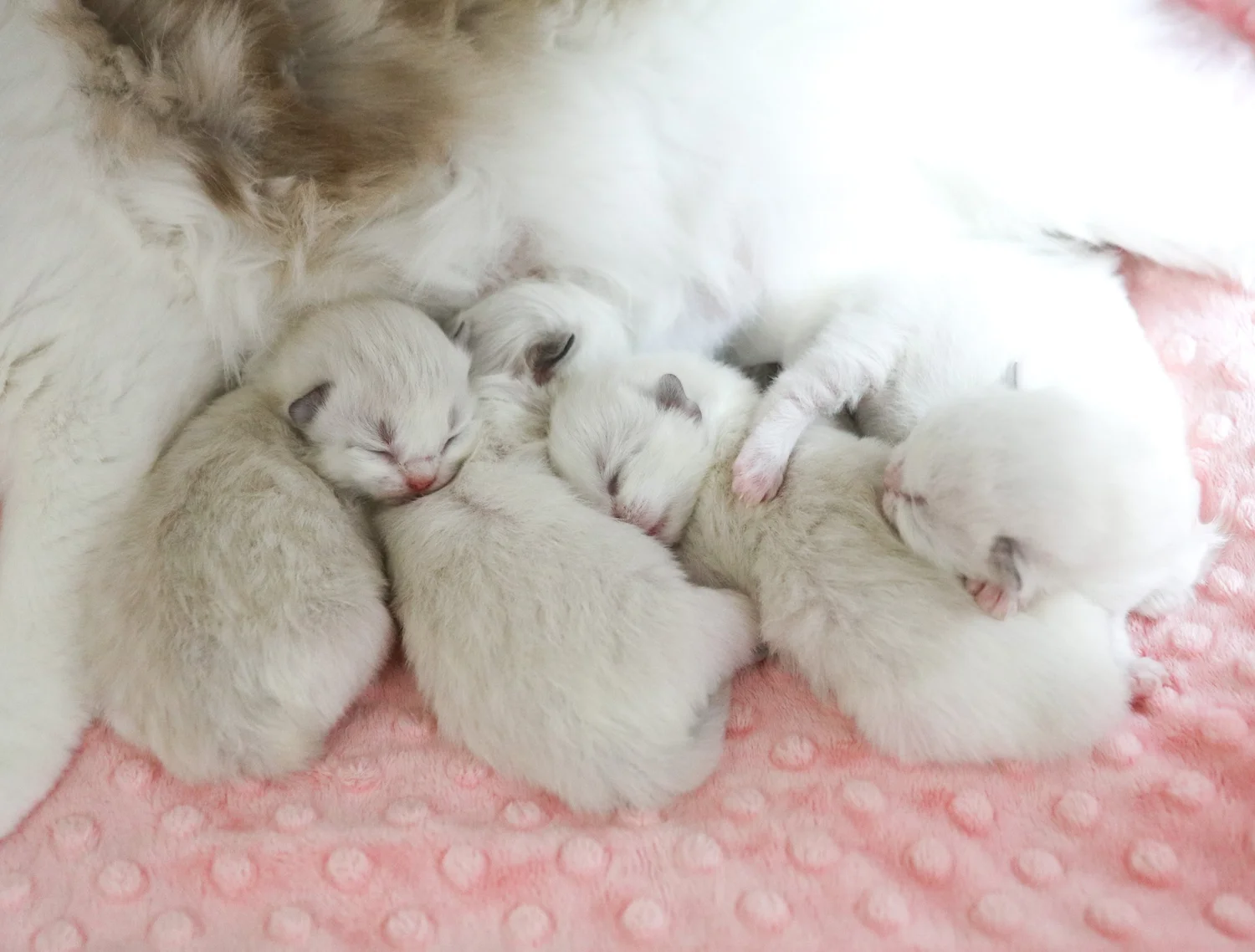 Ragdoll Breeder | TICA Registered Ragdoll Breeder — Ragdoll Kittens For ...