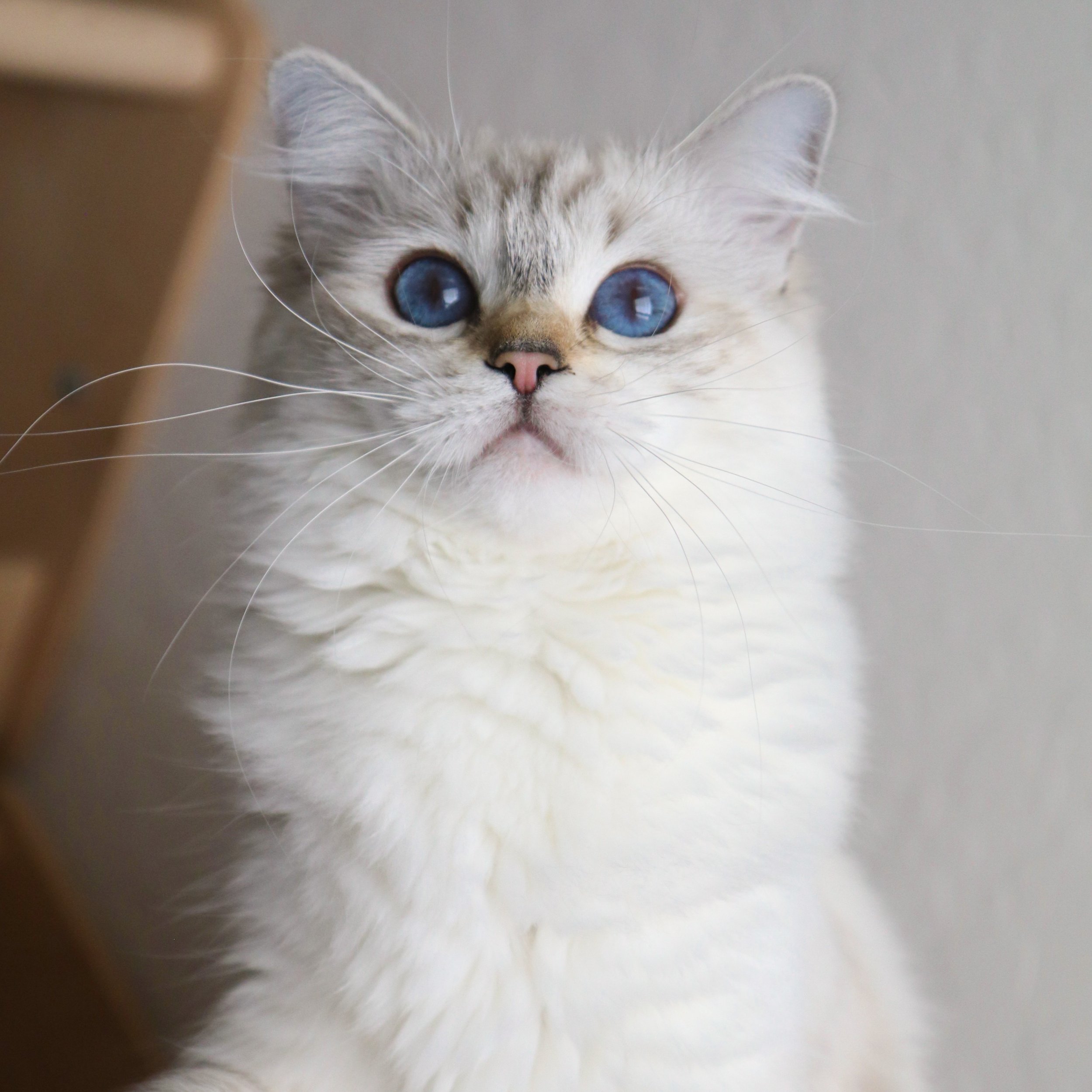 The Lynx Ragdoll - All About Tabby Ragdoll Cats — Ragdoll Kittens For ...