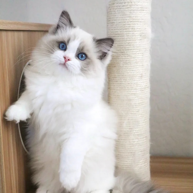 Ragdoll Breeding Program | Our Beautiful Female Ragdolls — Ragdoll ...