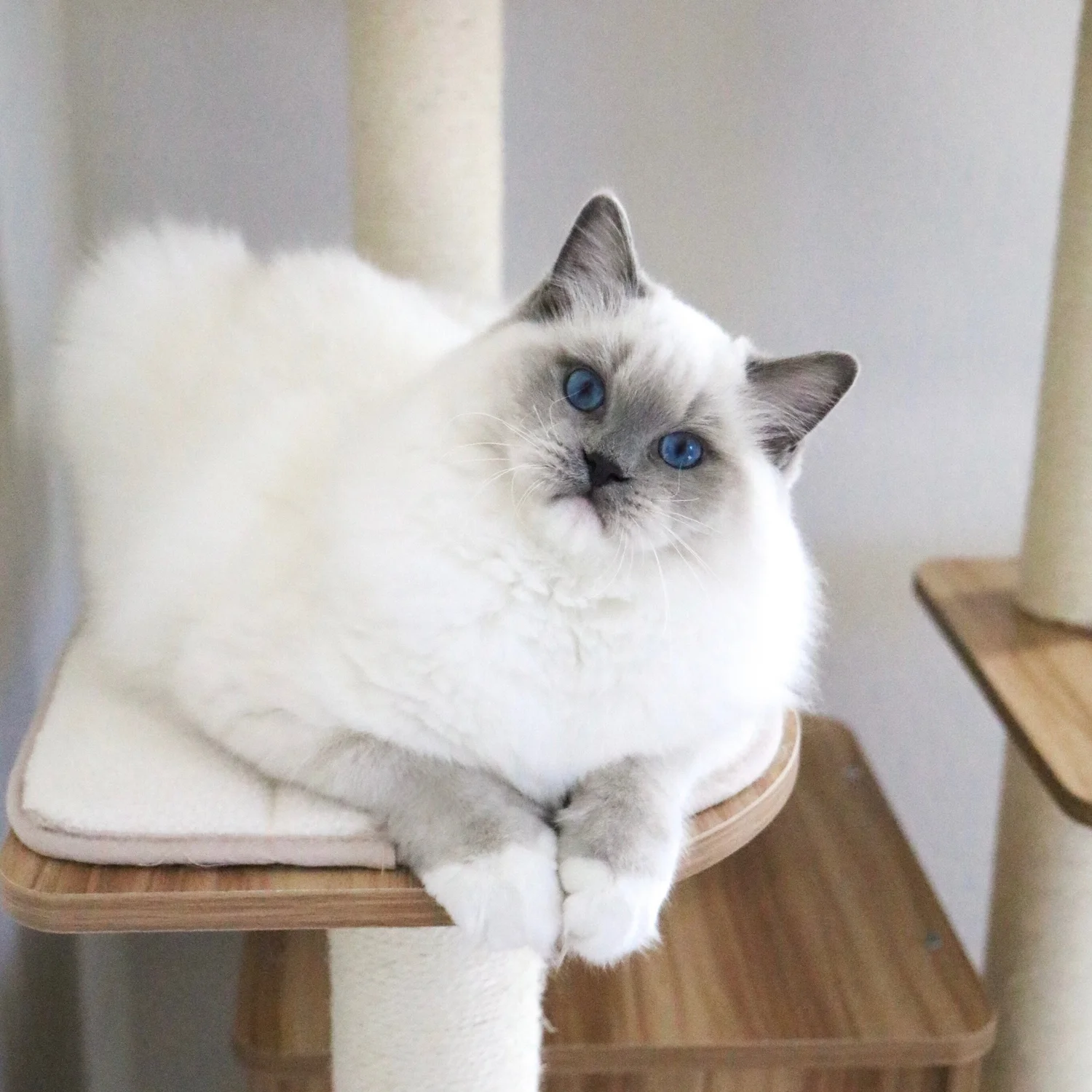 Our Stunning Male Ragdolls — Ragdoll Kittens For Sale | Ragdoll Breeder