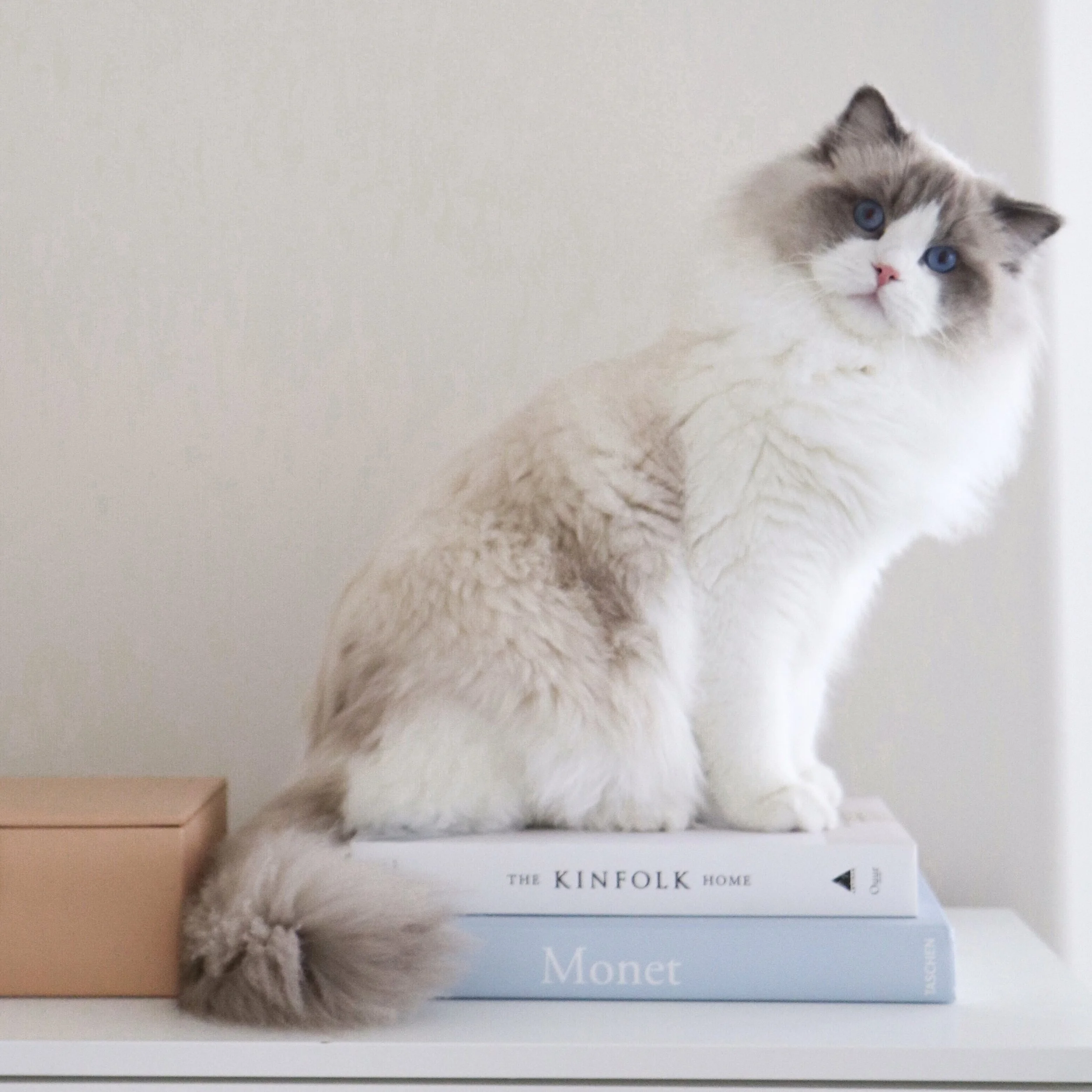 The Blue Bicolor Ragdoll — Ragdoll Kittens For Sale | Ragdoll Breeder