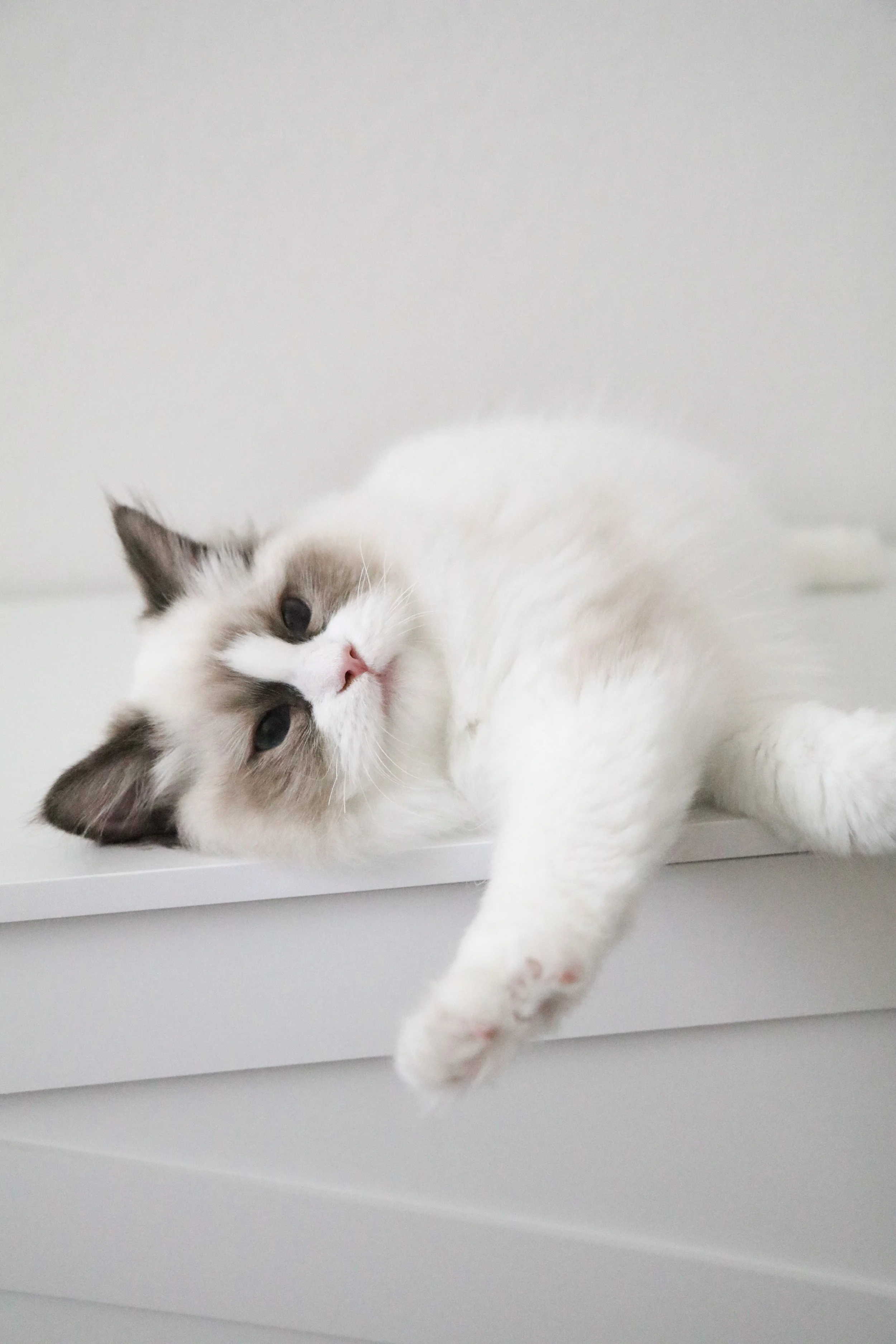 Crescent — Ragdoll Kittens For Sale | Ragdoll Breeder