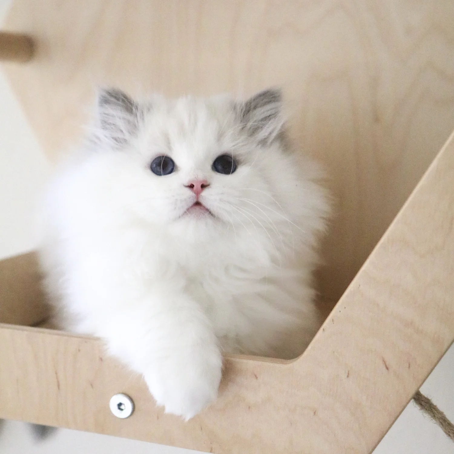 Our Beautiful Female Ragdolls — Ragdoll Kittens For Sale | Ragdoll Breeder