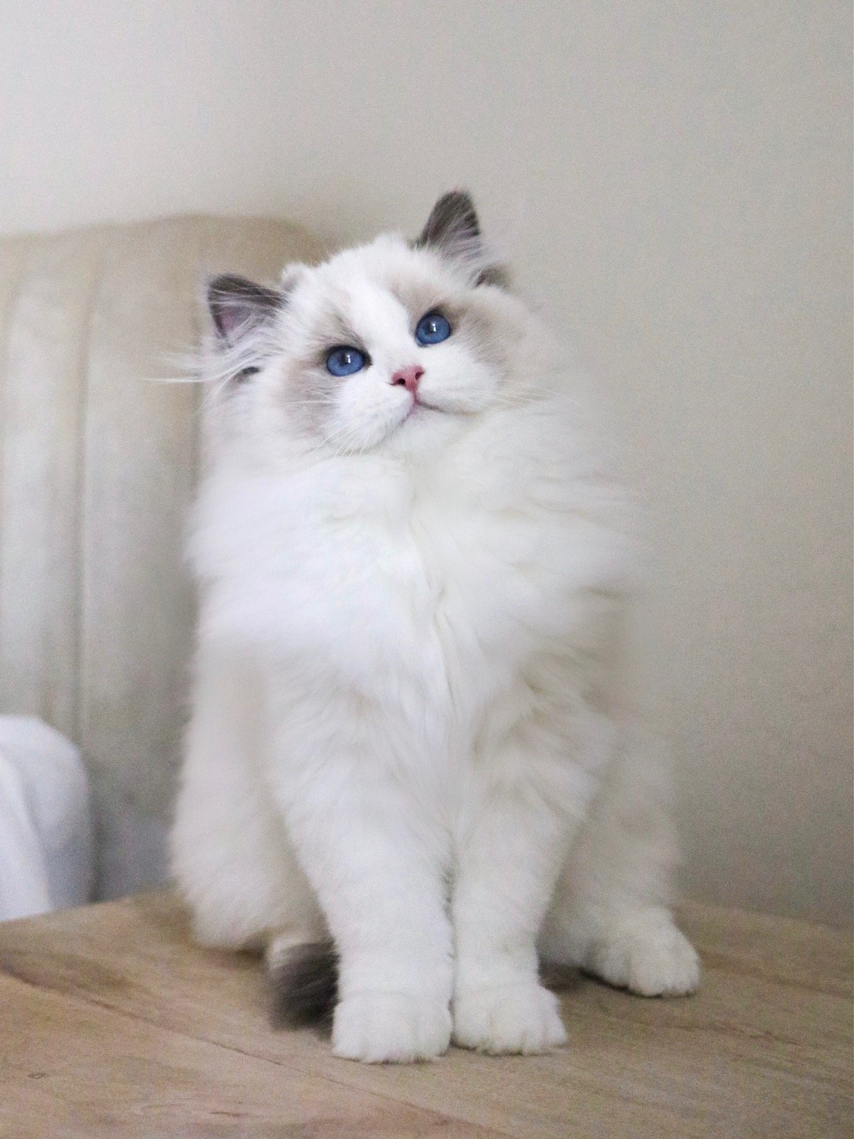 Ragdoll Breeding Program | Our Beautiful Female Ragdolls — Ragdoll ...