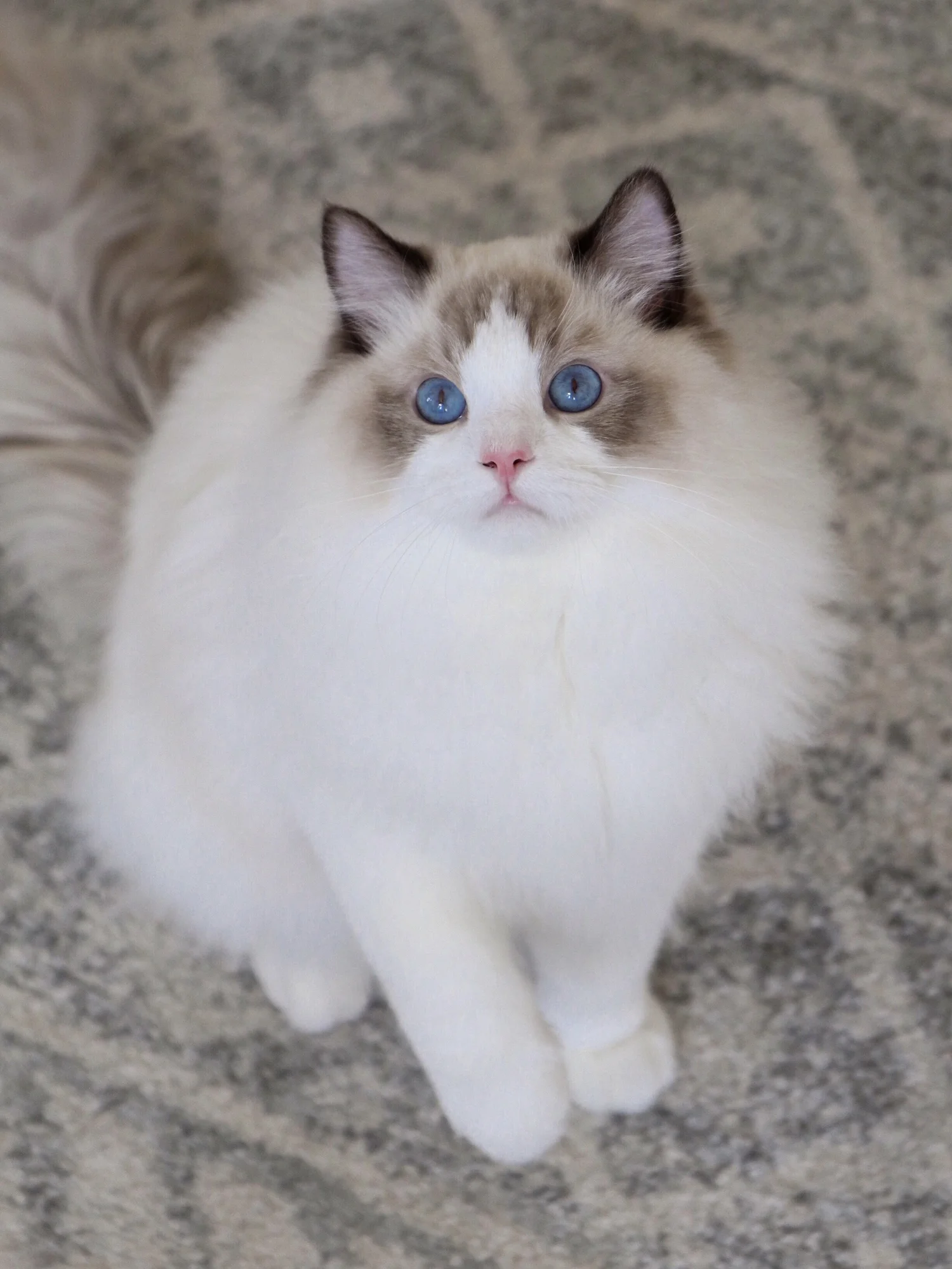 Ragdoll Breeding Program | Stunning Male Ragdolls — Ragdoll Kittens For ...