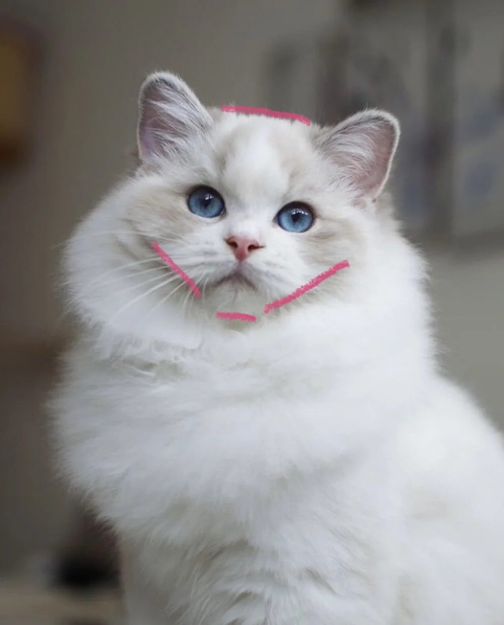 The Ragdoll Breed Standard — Ragdoll Kittens For Sale | Ragdoll Breeder