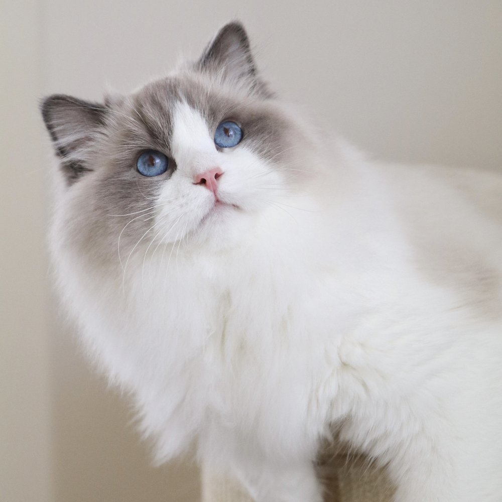 Ragdoll Colors And Patterns — Ragdoll Kittens For Sale Ragdoll Breeder