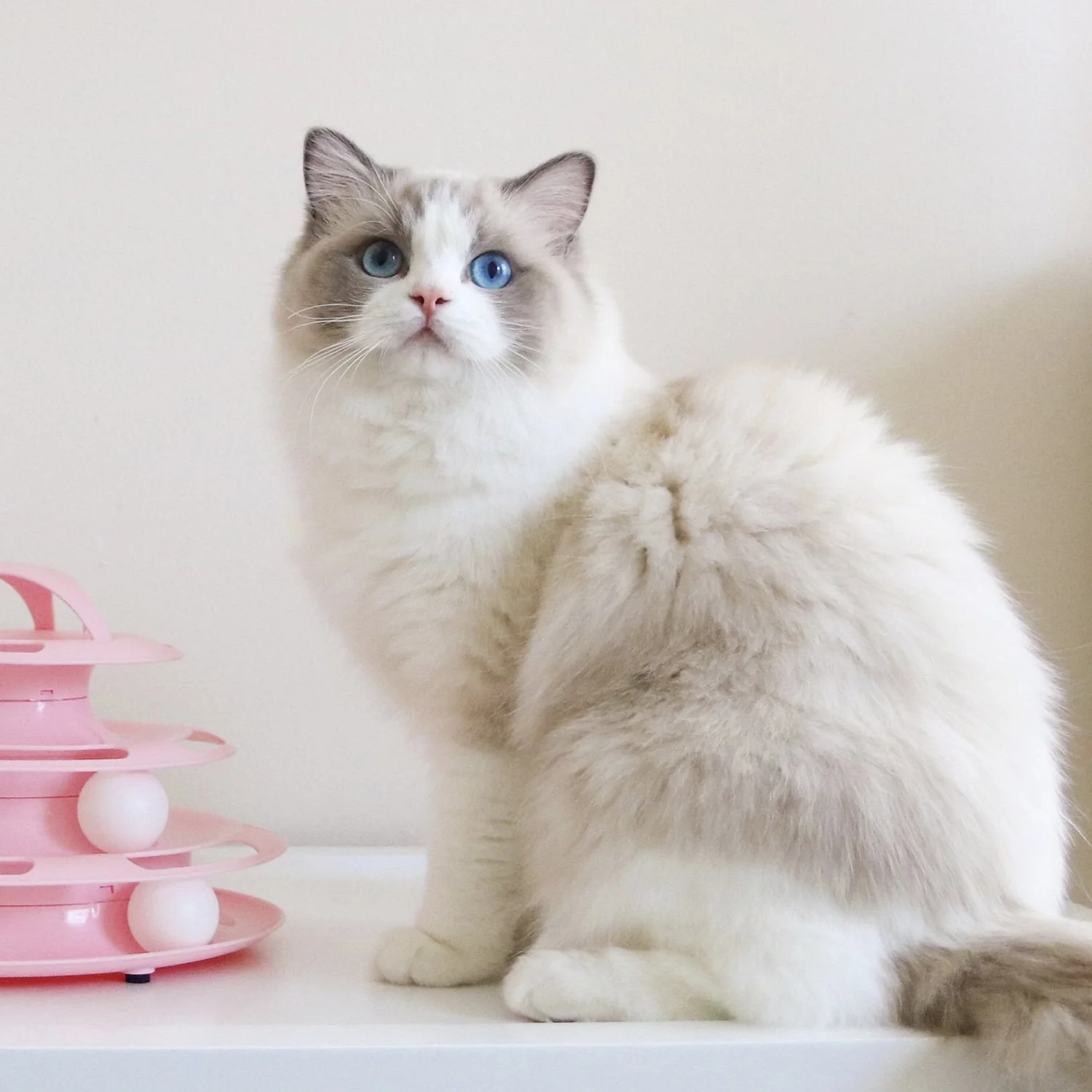 Our Beautiful Female Ragdolls — Ragdoll Kittens For Sale | Ragdoll Breeder