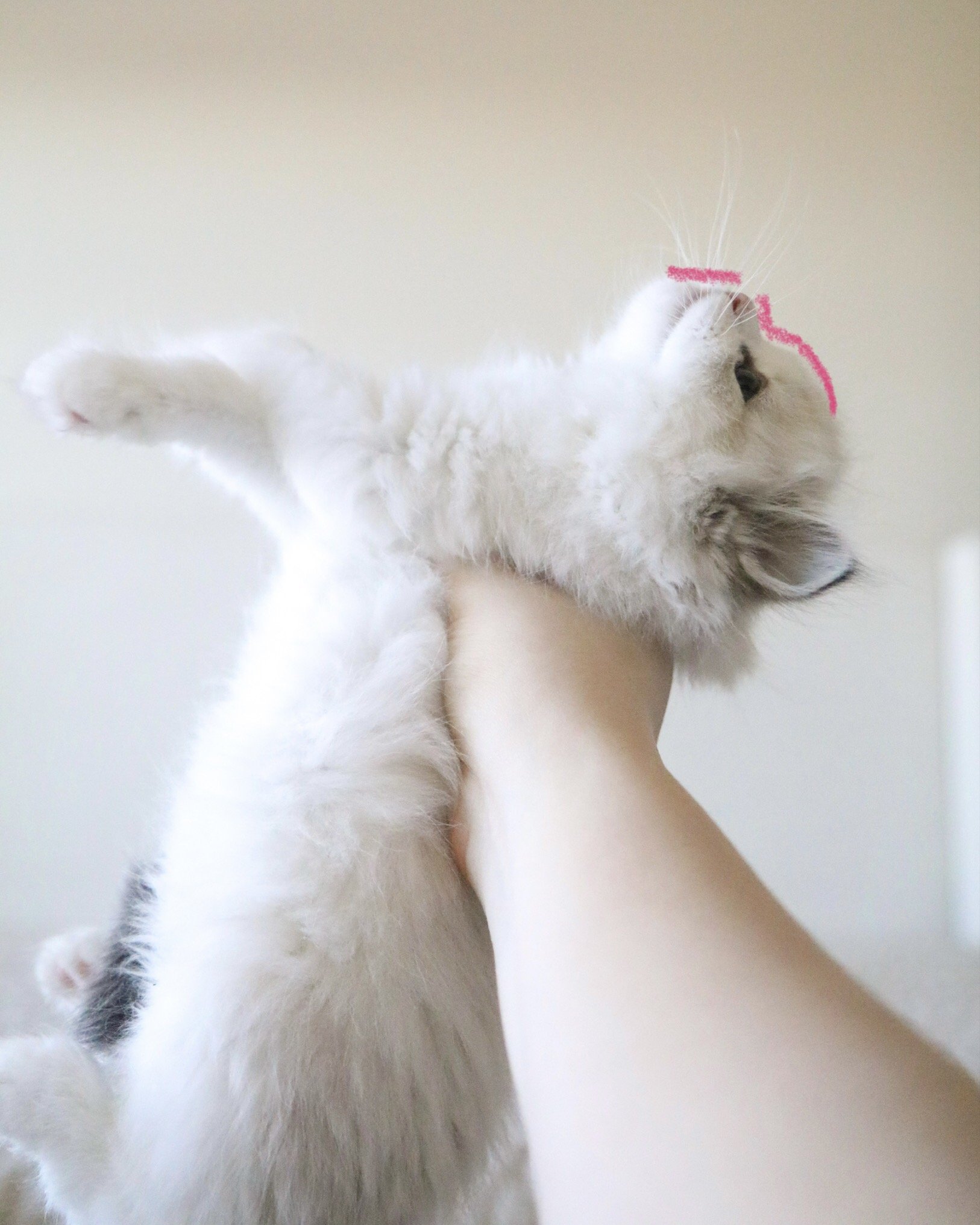 The Ragdoll Breed Standard — Ragdoll Kittens For Sale | Ragdoll Breeder