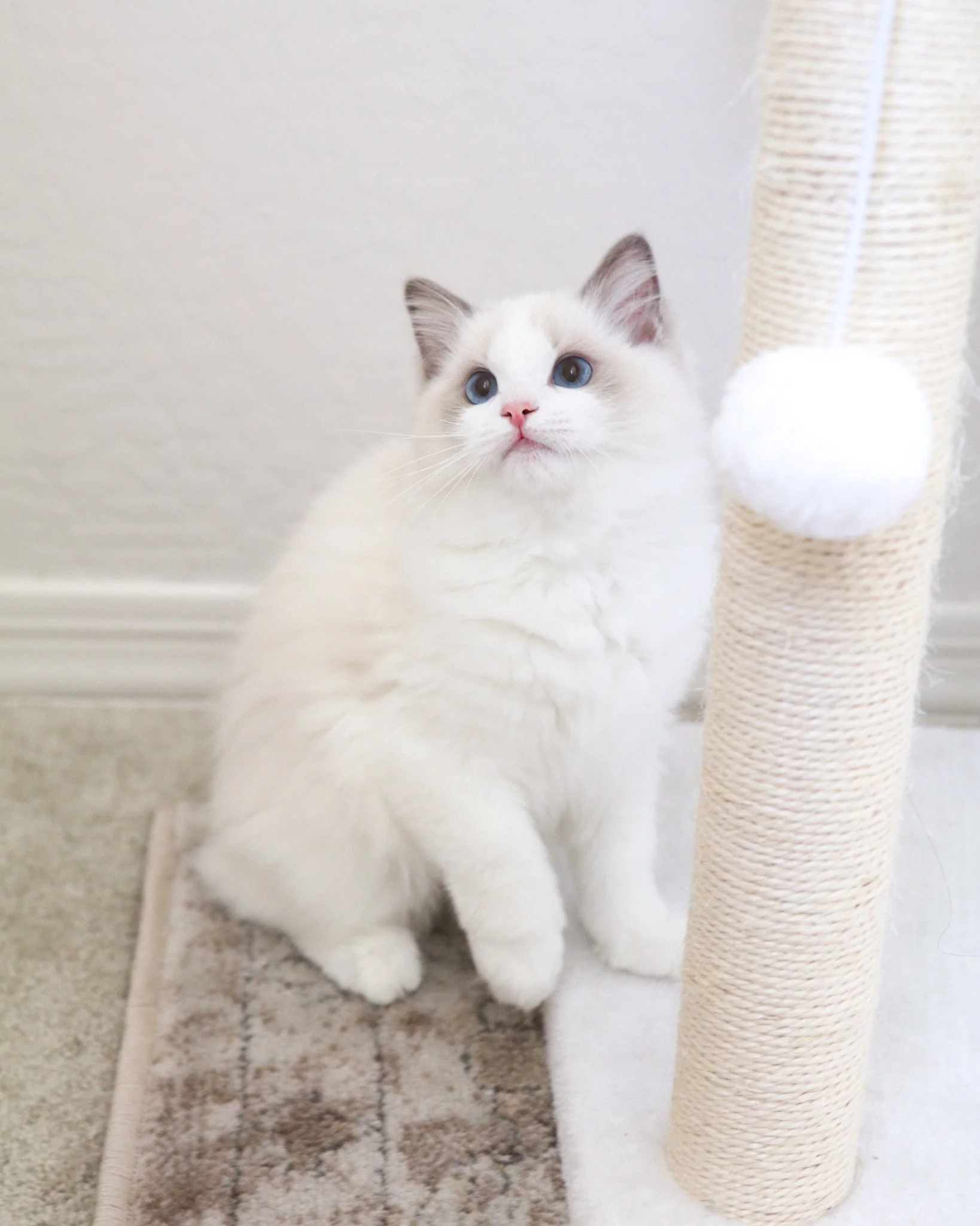 Ragdoll Kittens For Sale | Ragdoll Breeder
