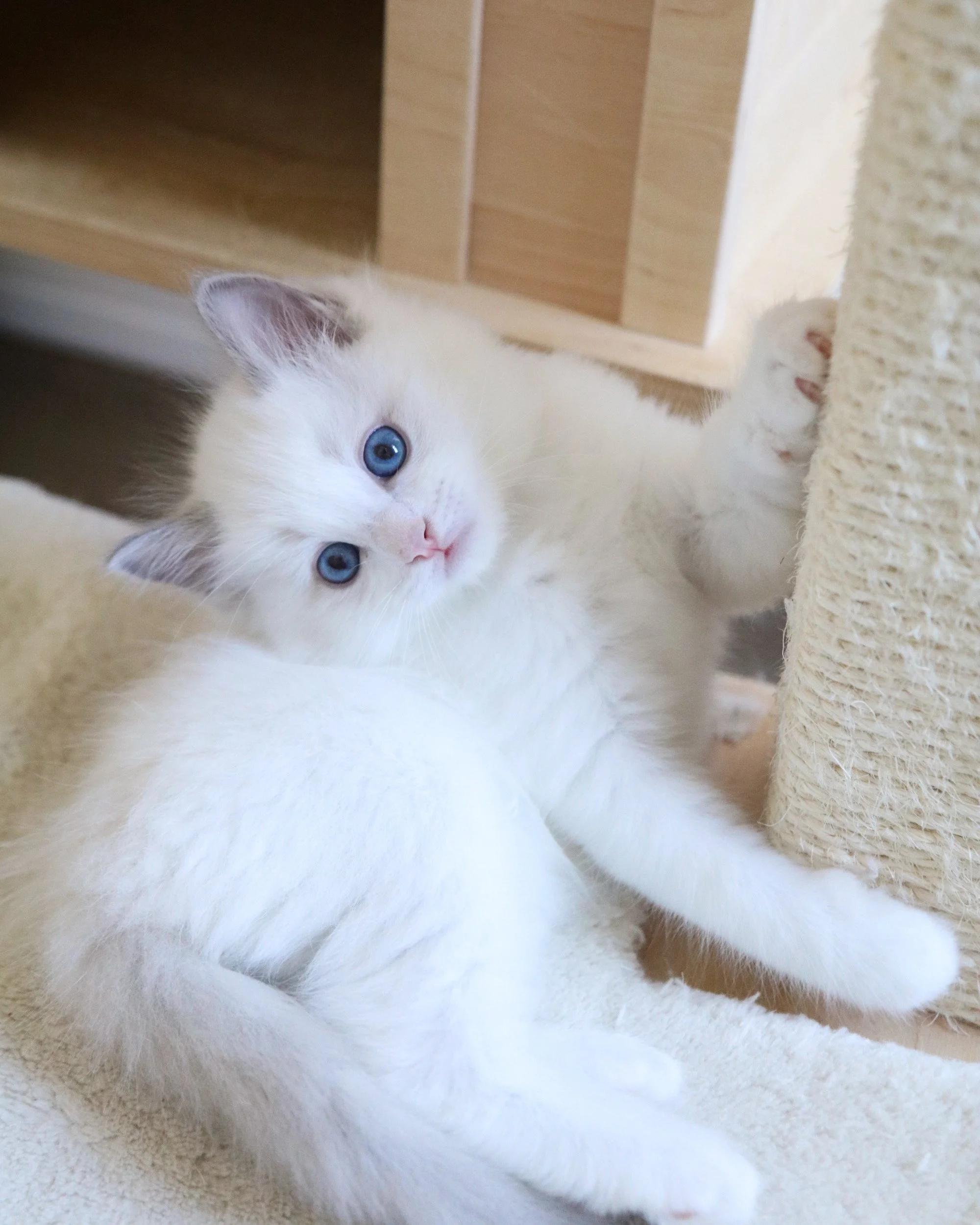 Ragdoll Kittens For Sale | Ragdoll Breeder