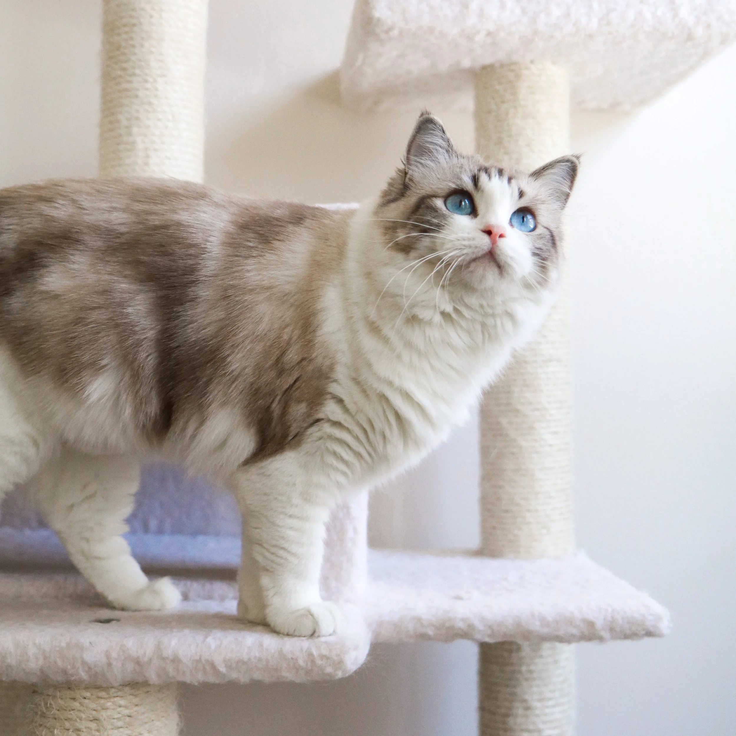 The Lynx Ragdoll - All About Tabby Ragdoll Cats — Ragdoll Kittens For ...