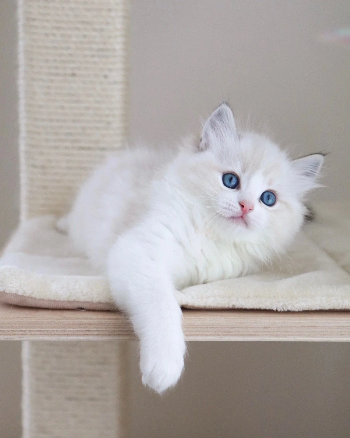 Ragdoll Kittens For Sale | Ragdoll Breeder
