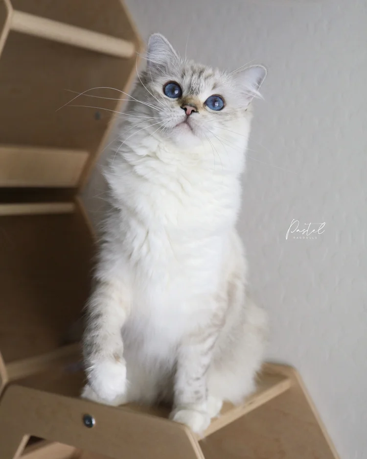 How Big Are Ragdoll Cats? - Ragdoll Size Chart — Ragdoll Kittens For ...