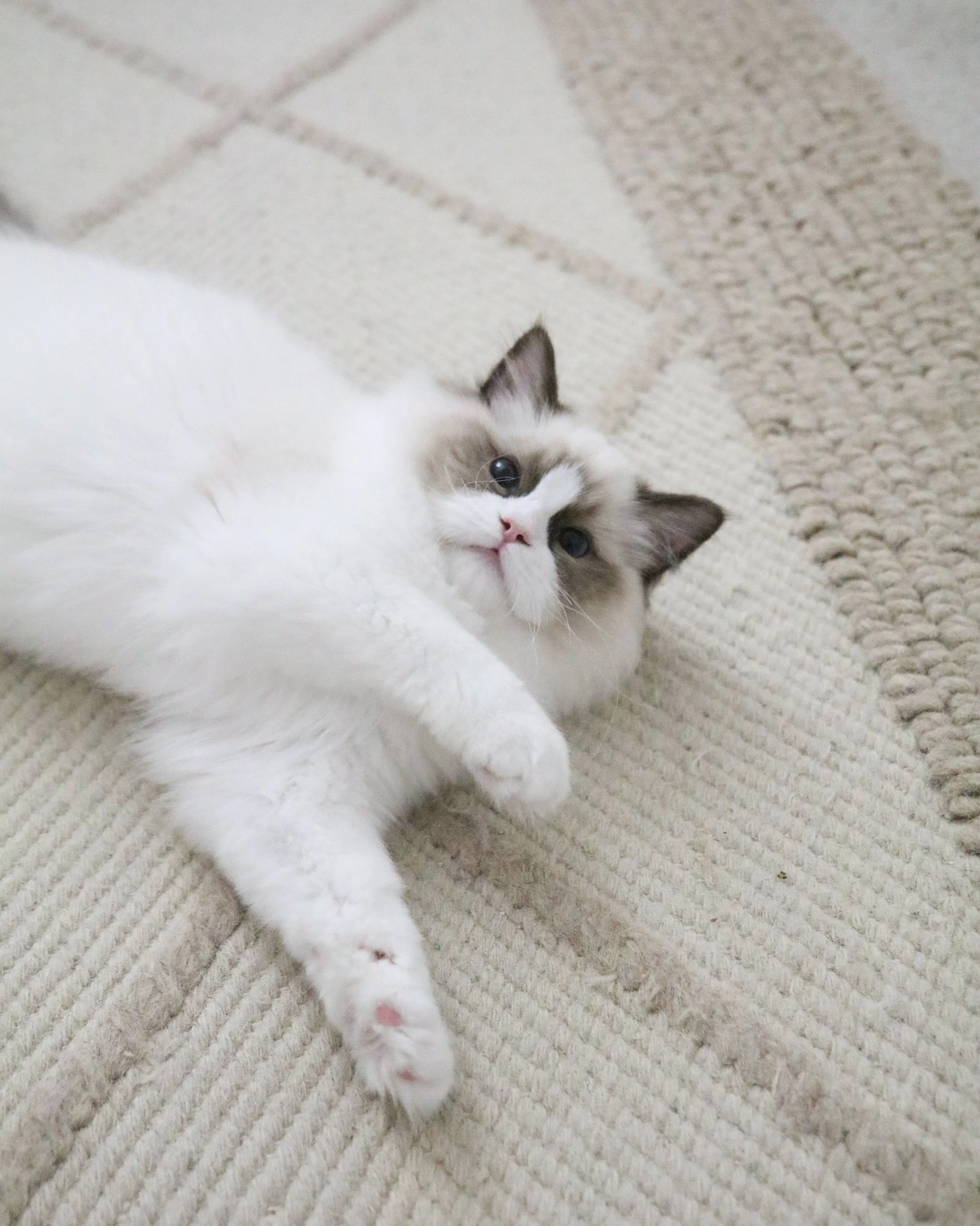 Crescent — Ragdoll Kittens For Sale | Ragdoll Breeder