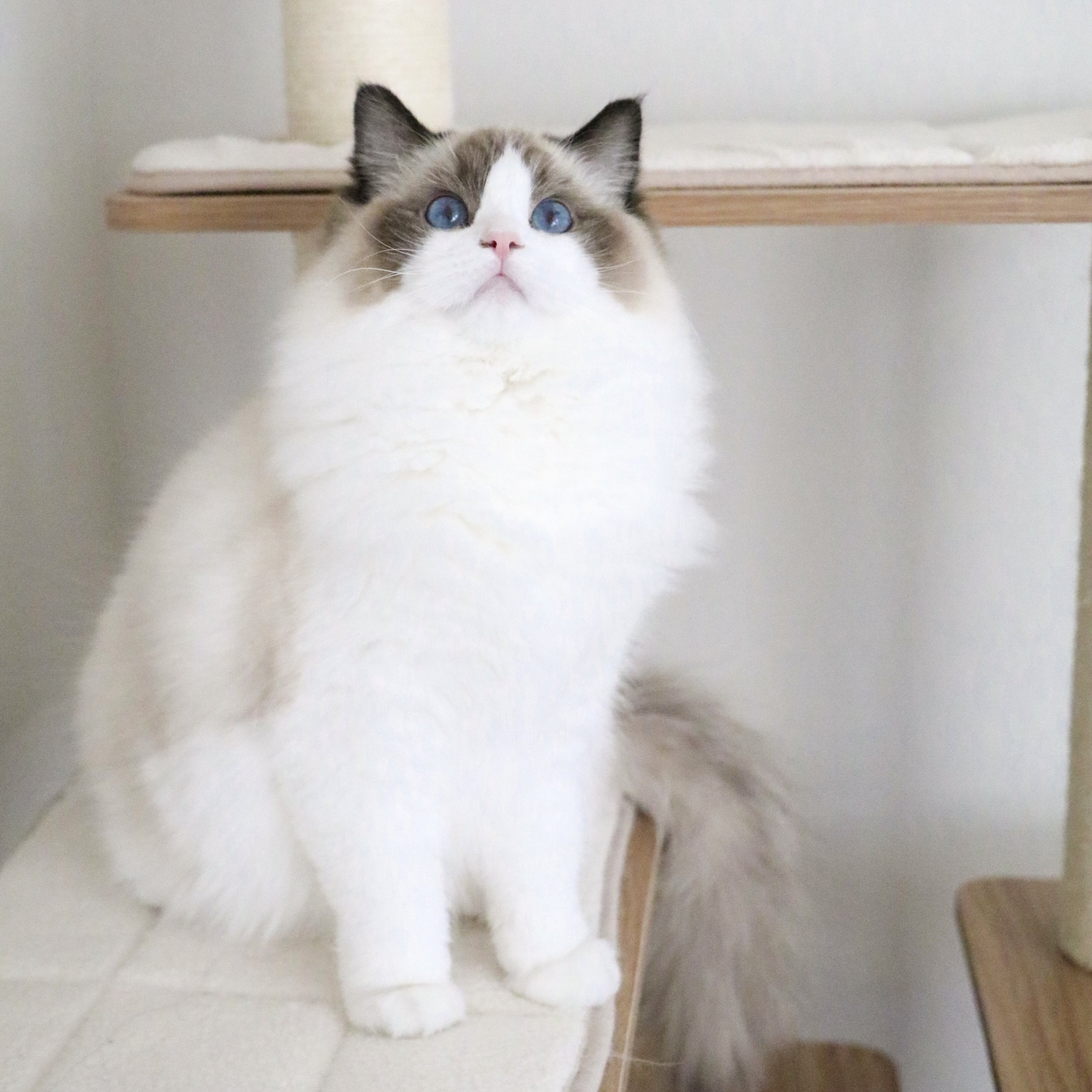 Ragdoll Breeding Program | Our Beautiful Female Ragdolls — Ragdoll ...