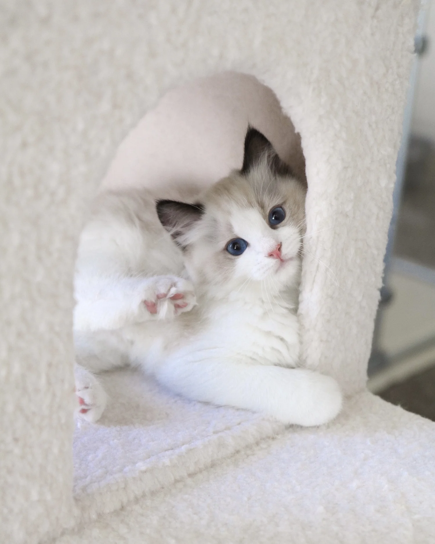 Ragdoll Breeder | TICA Registered Ragdoll Breeder — Ragdoll Kittens For ...